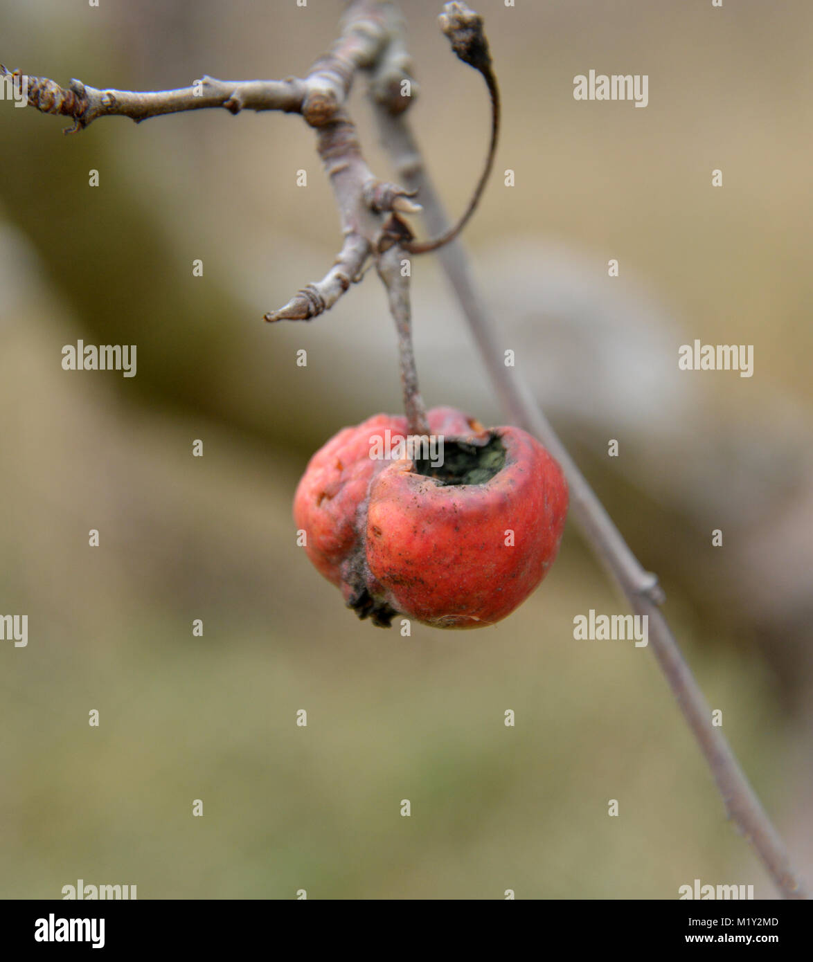 rotten apple on a tree in winter,image of a Stock Photo - Alamy