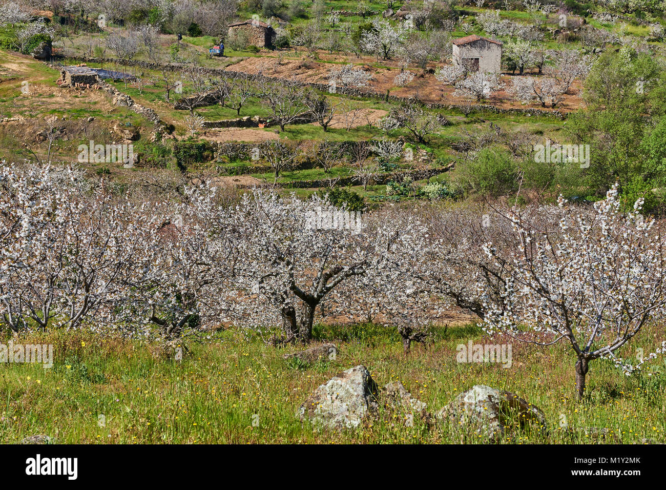 Cherry trees (Prunus cerasus), Cherry trees in full blossom, Jerte ...