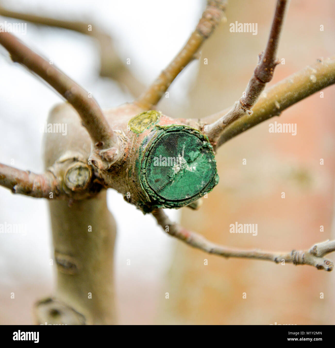 Fresh pruned apple branch in winter,image of a Stock Photo - Alamy