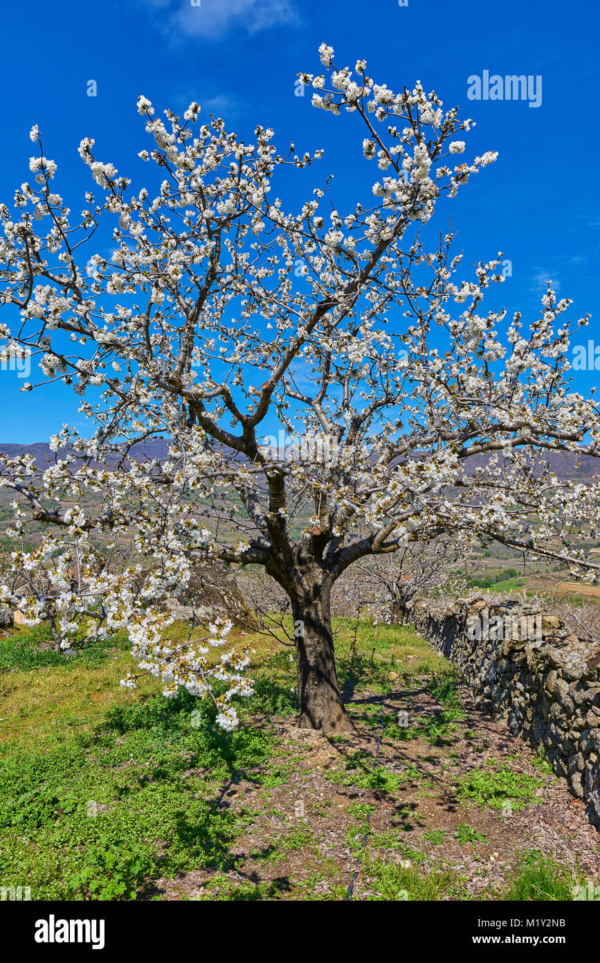 Cherry trees (Prunus cerasus), Cherry trees in full blossom, Jerte ...