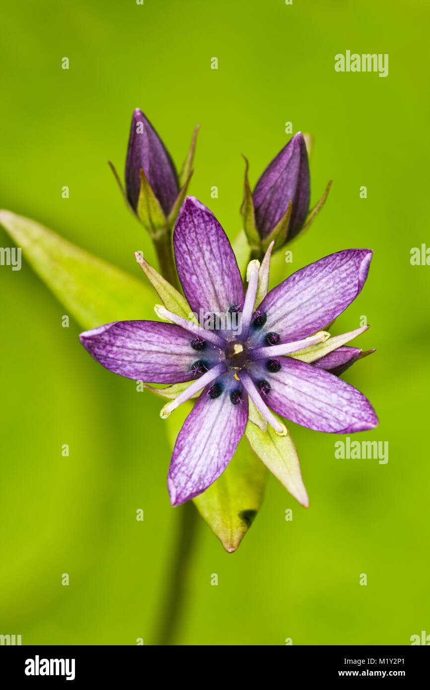 Closeup of Star Gentian in Archangel Valley at Hatcher Pass in ...
