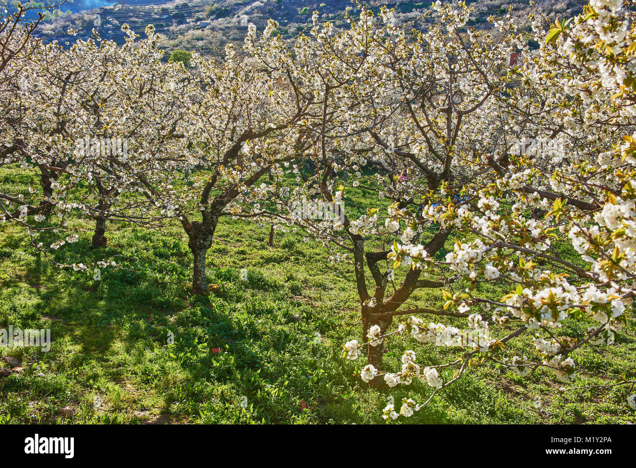 Cherry trees (Prunus cerasus), Cherry trees in full blossom, Jerte ...