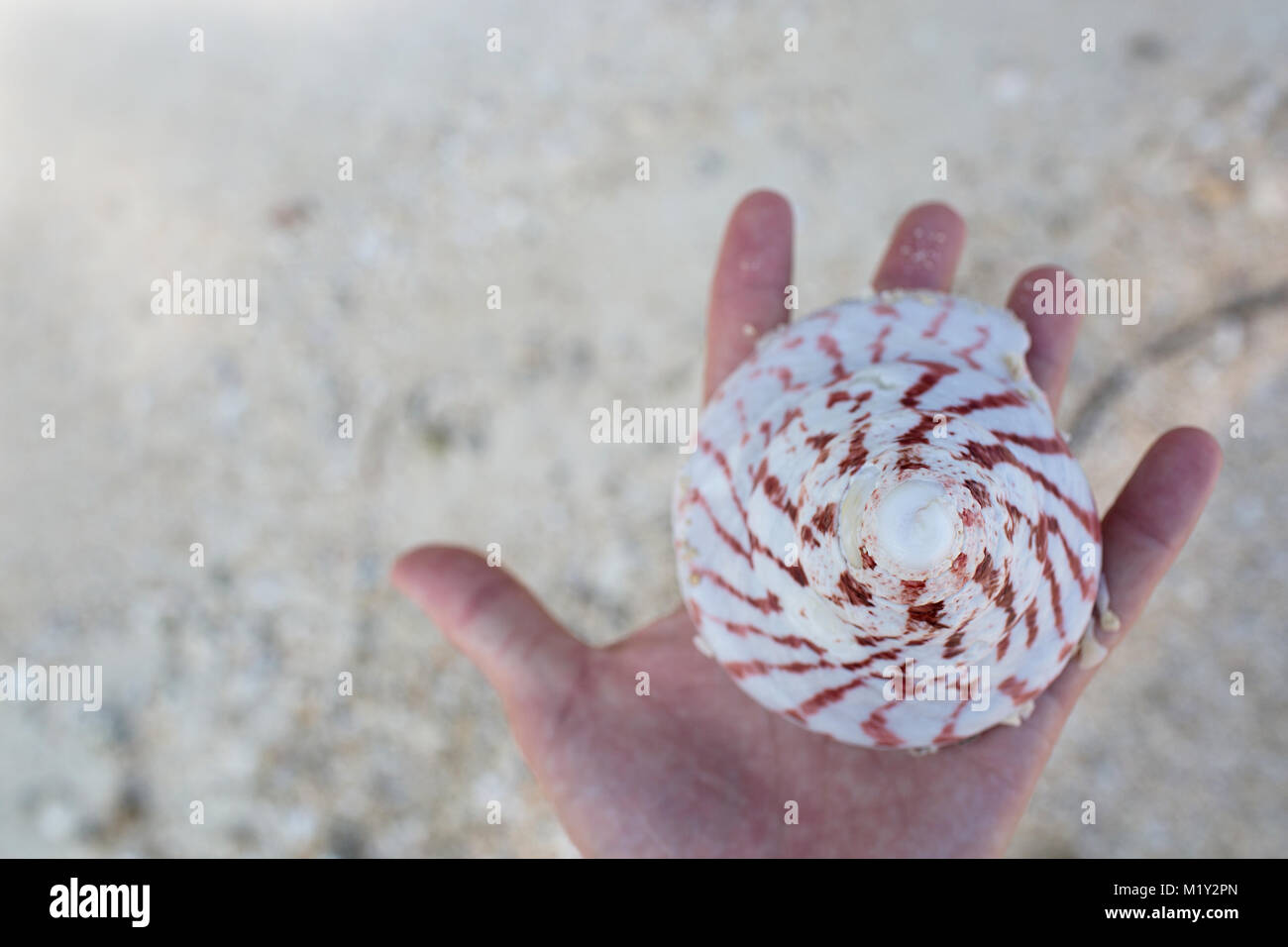 Shell Collection Display High Resolution Stock Photography and Images ...