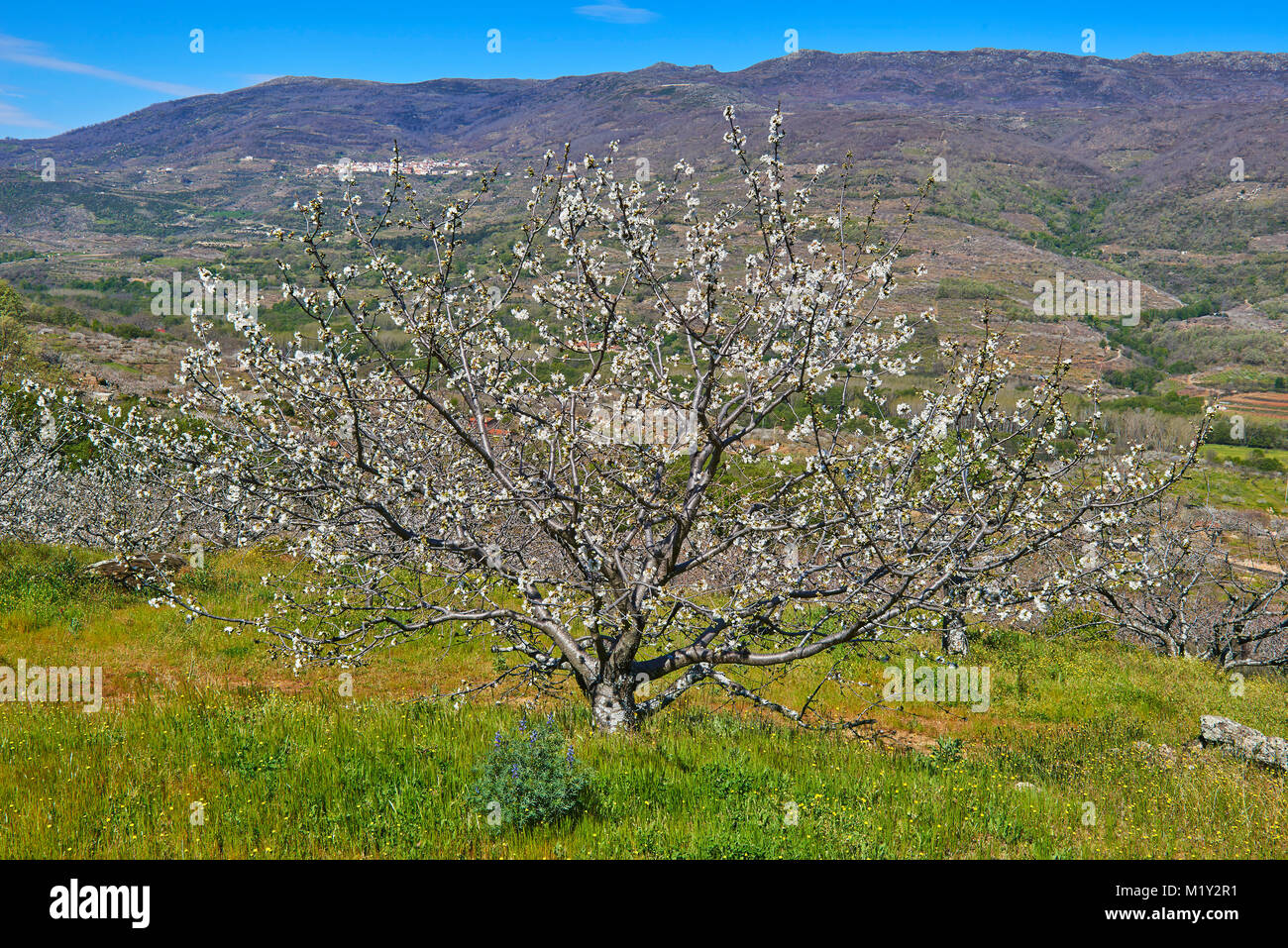 Cherry trees (Prunus cerasus), Cherry trees in full blossom, Jerte ...