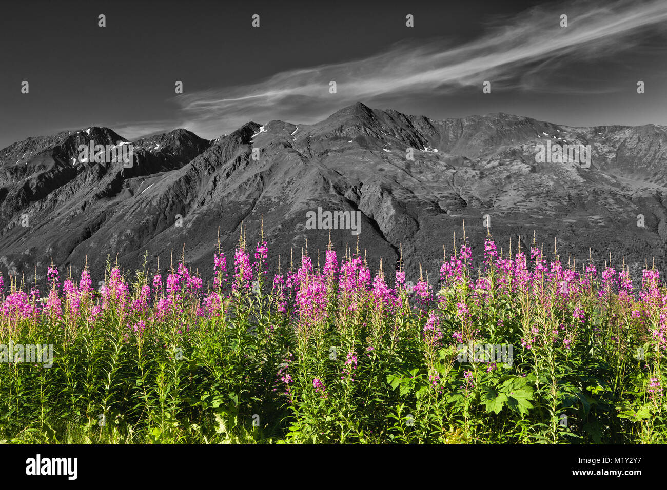 Closeup of Common Fireweed with Hurdygurdy Mountain in background in ...
