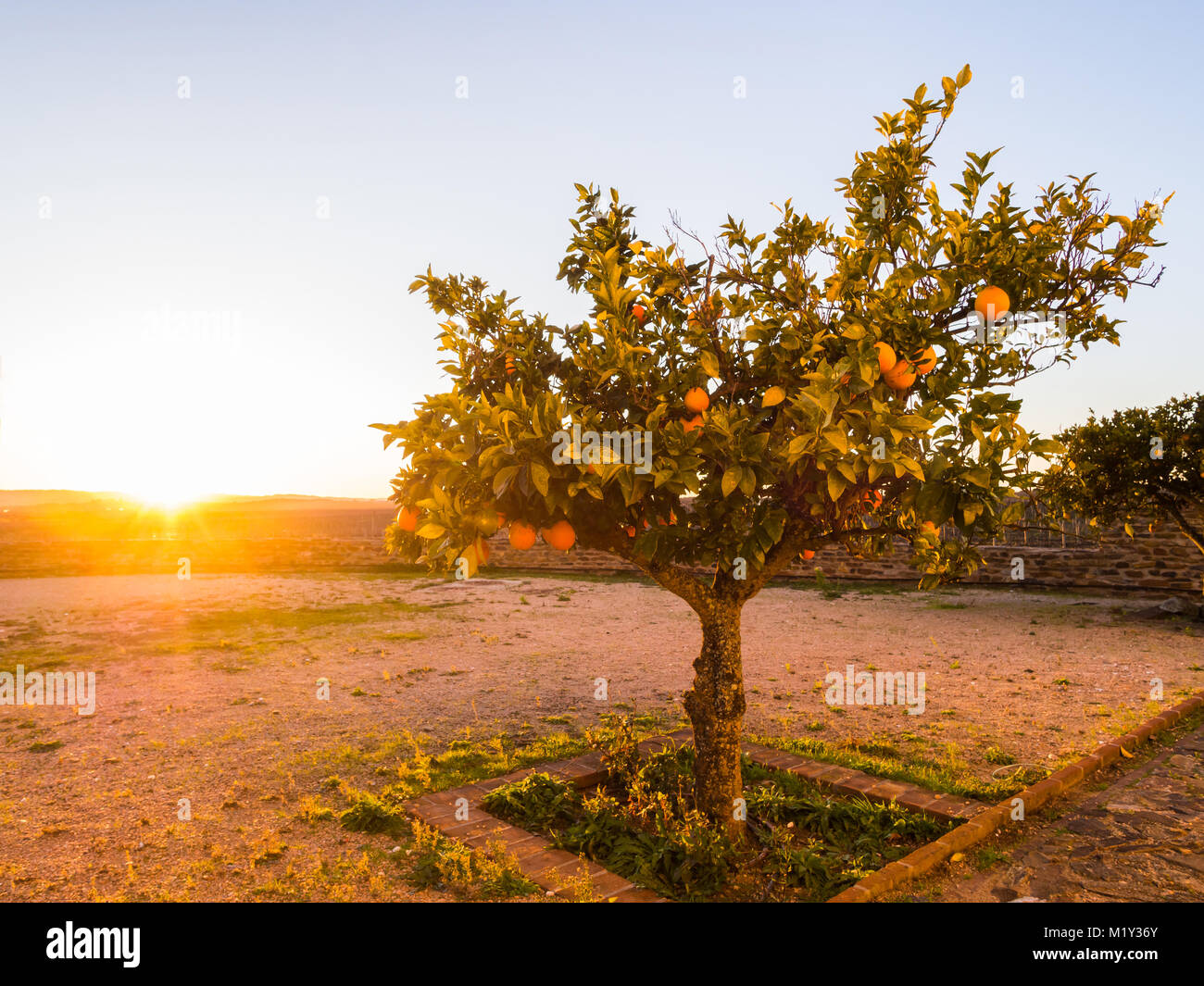 Orange tree hi-res stock photography and images - Alamy