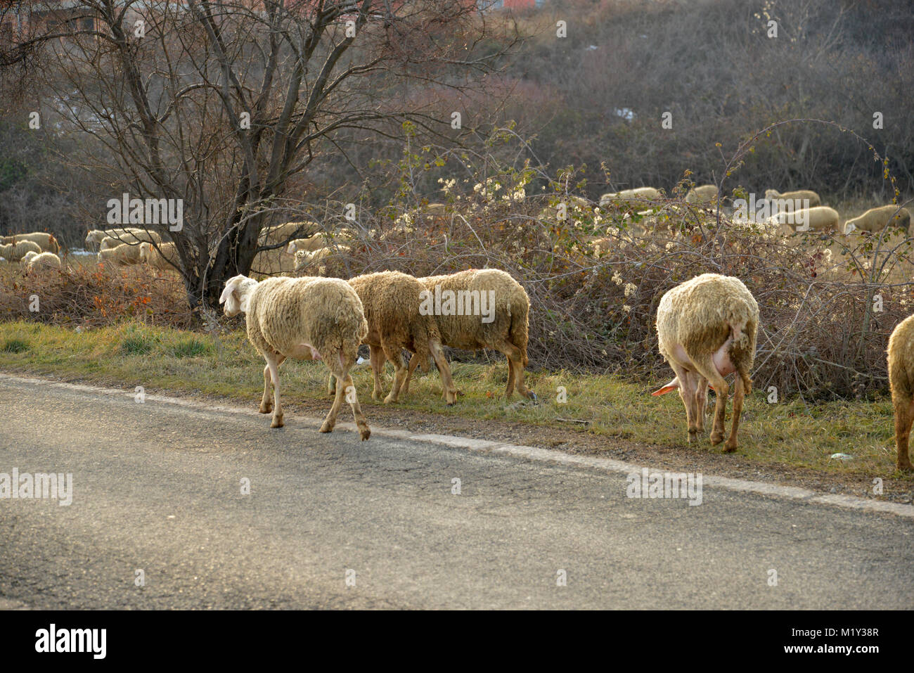 Sheeps on a road in macedonia, image Stock Photo - Alamy