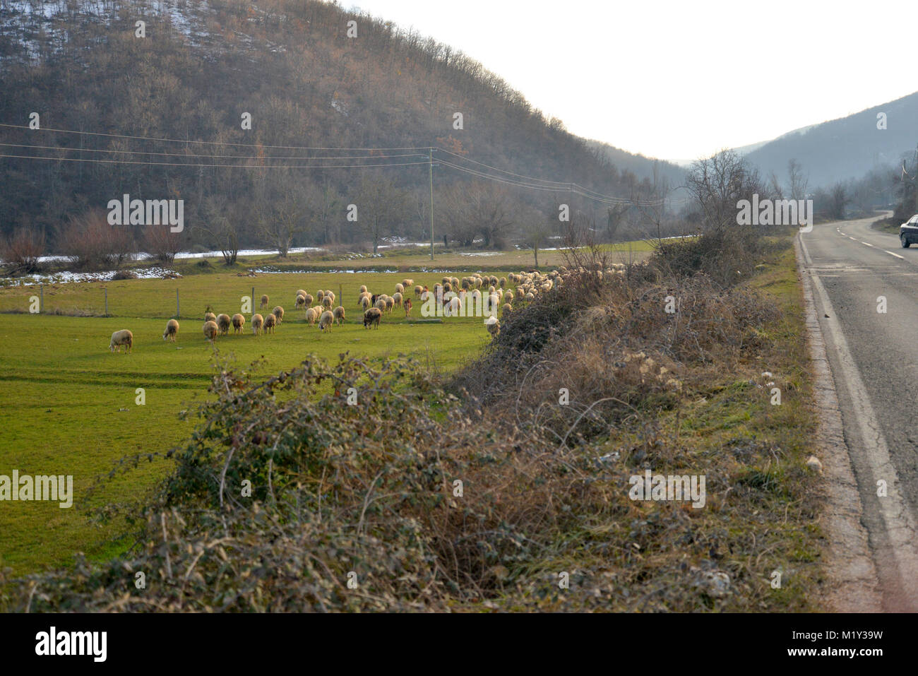 Sheeps on a road in macedonia, image Stock Photo - Alamy