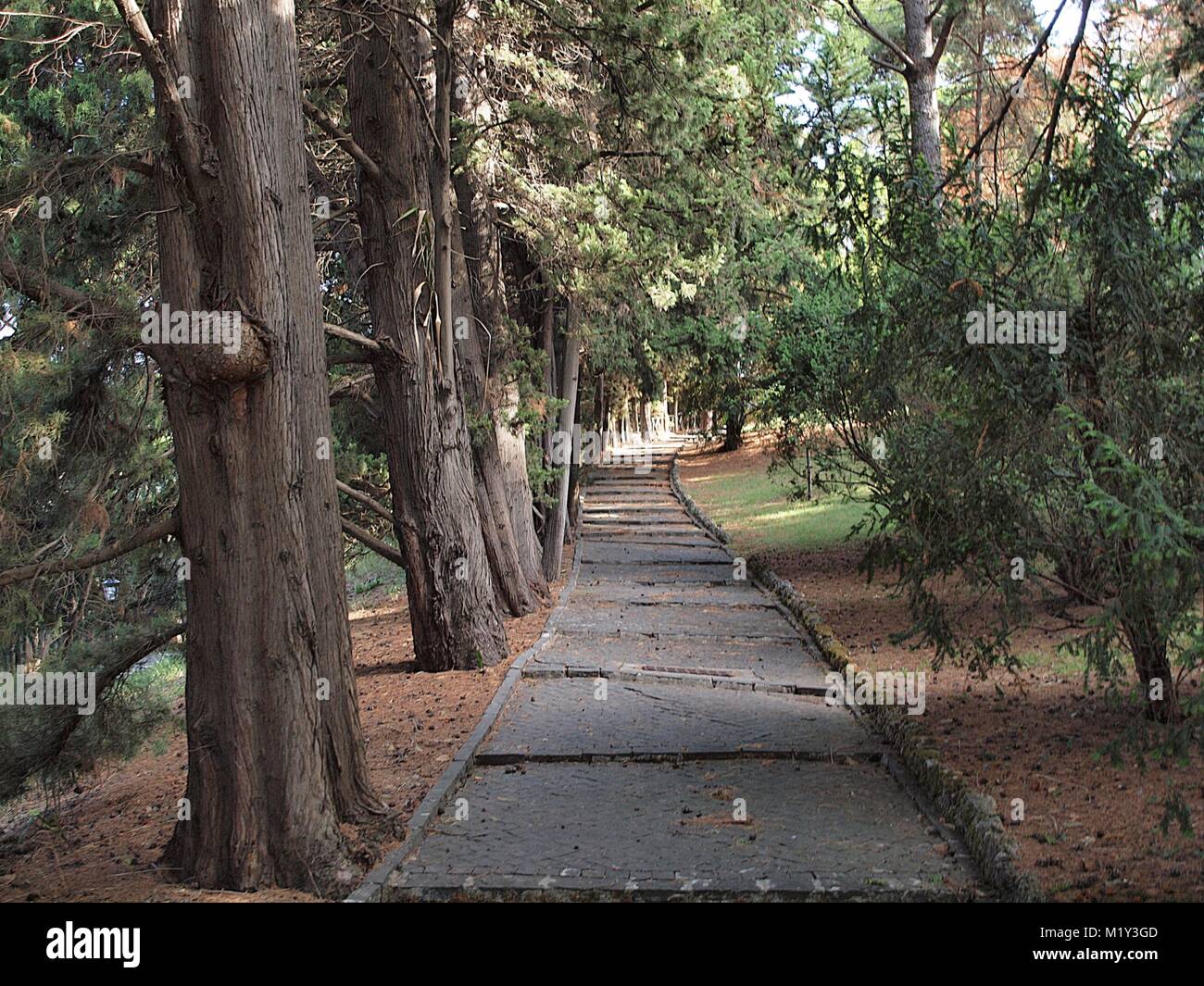 Rose gardens in forest hi-res stock photography and images - Alamy