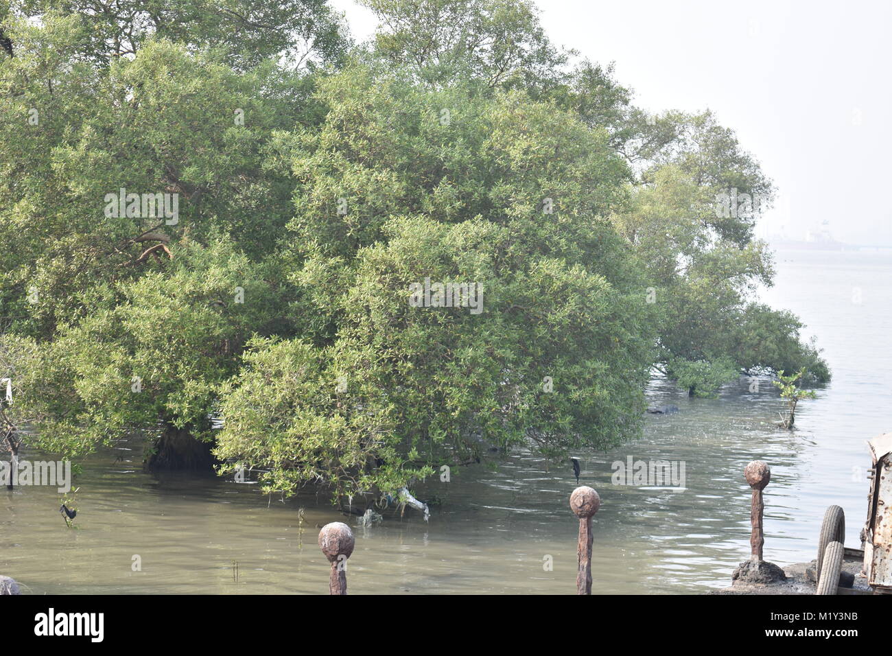 A close view of slough at sea side with a trees Stock Photo - Alamy