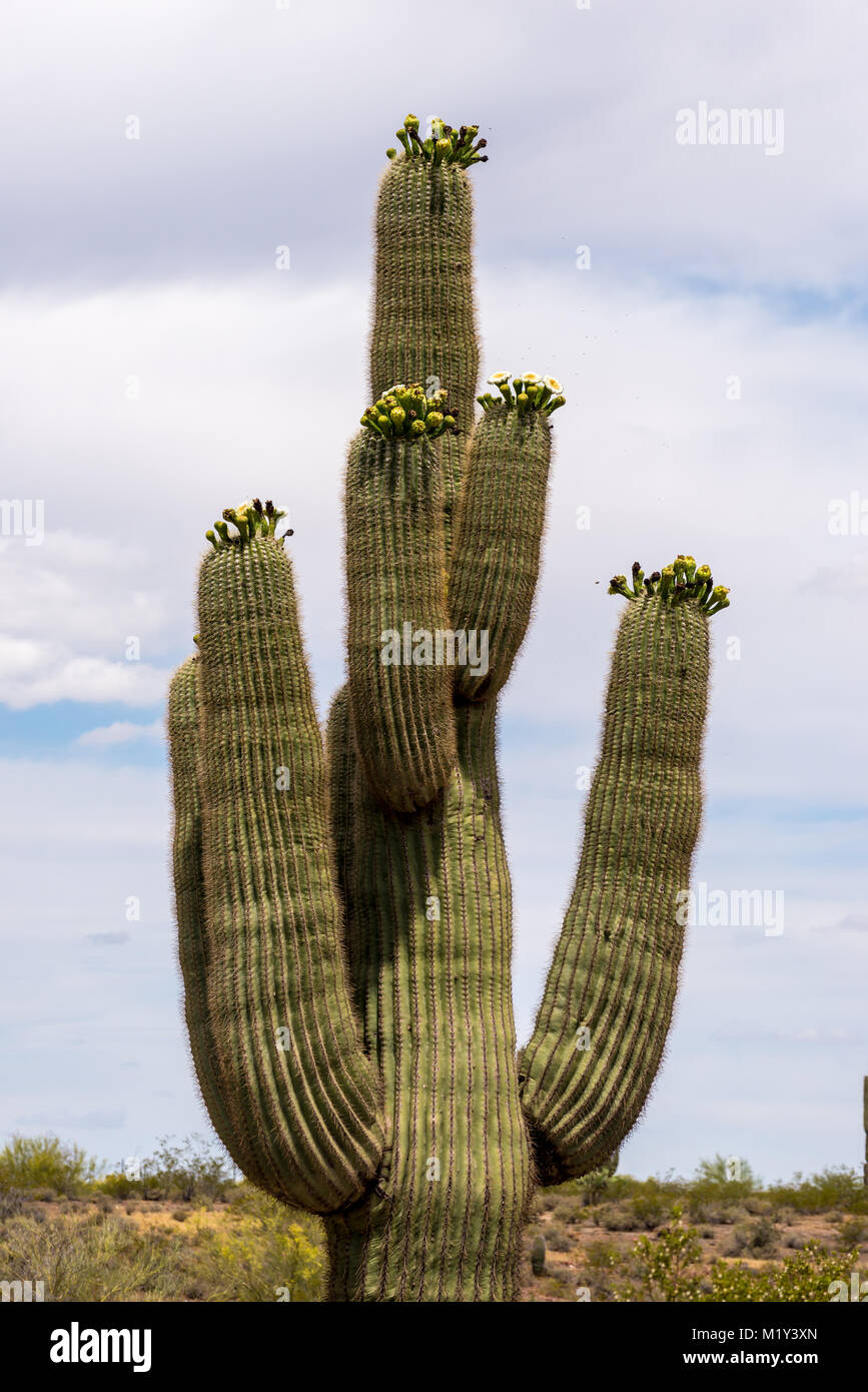 Heavy cactus hi-res stock photography and images - Alamy
