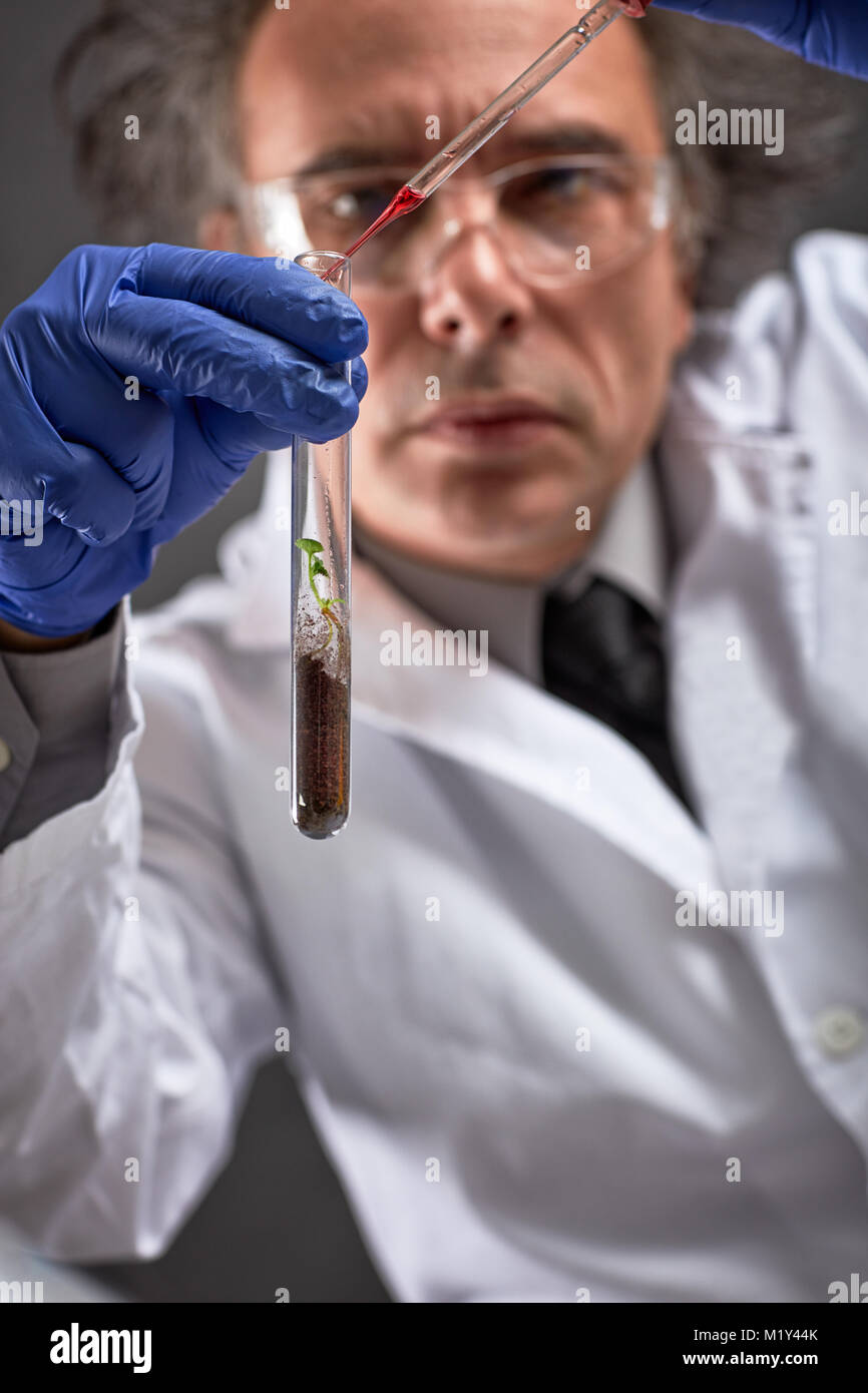 chemist doing genetically modified experiment on young plant Stock ...