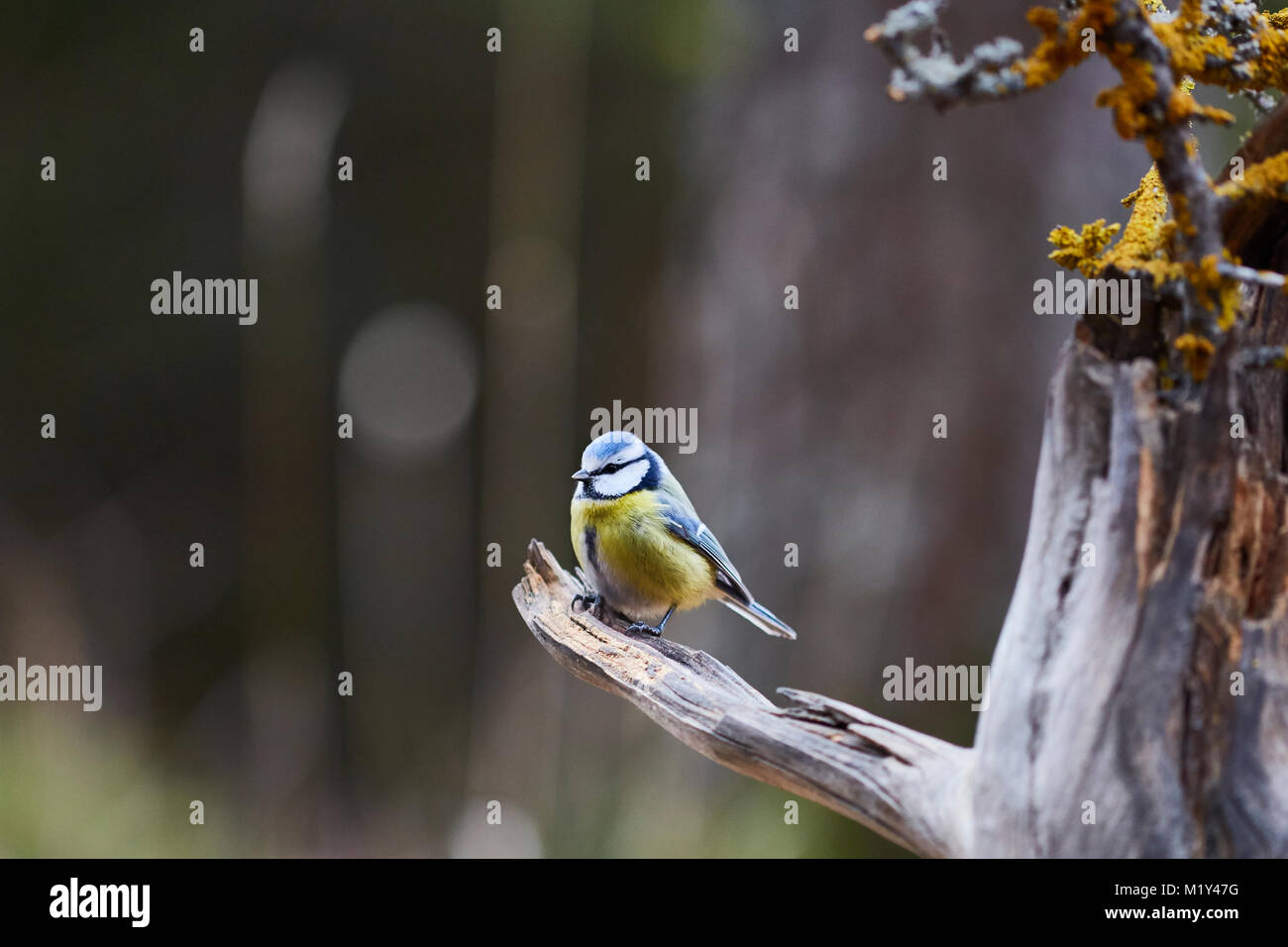 Sparrow flight illustration hi-res stock photography and images - Alamy