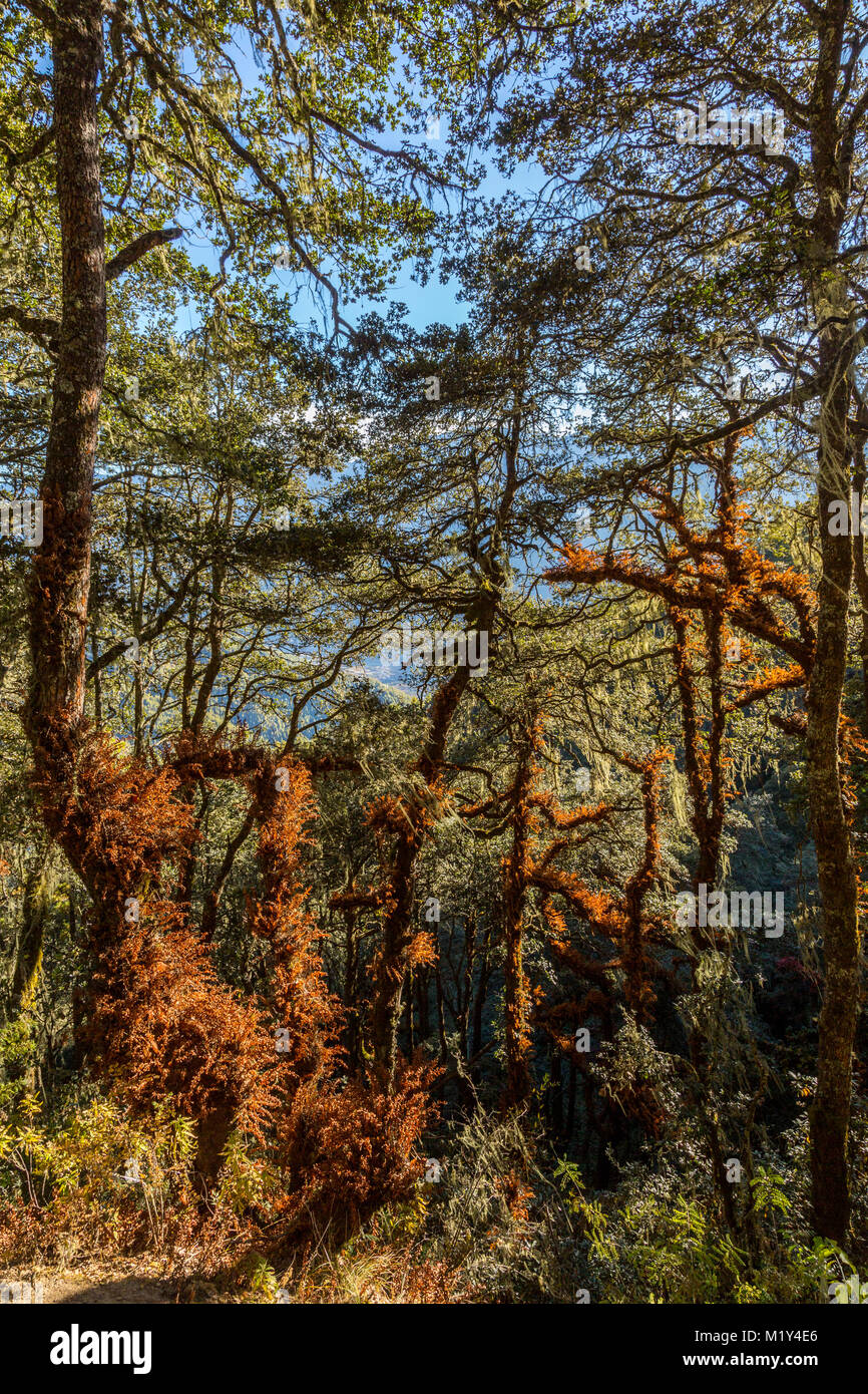 Paro, Bhutan. Bhutanese Forests in Himalayan Foothills Stock Photo - Alamy