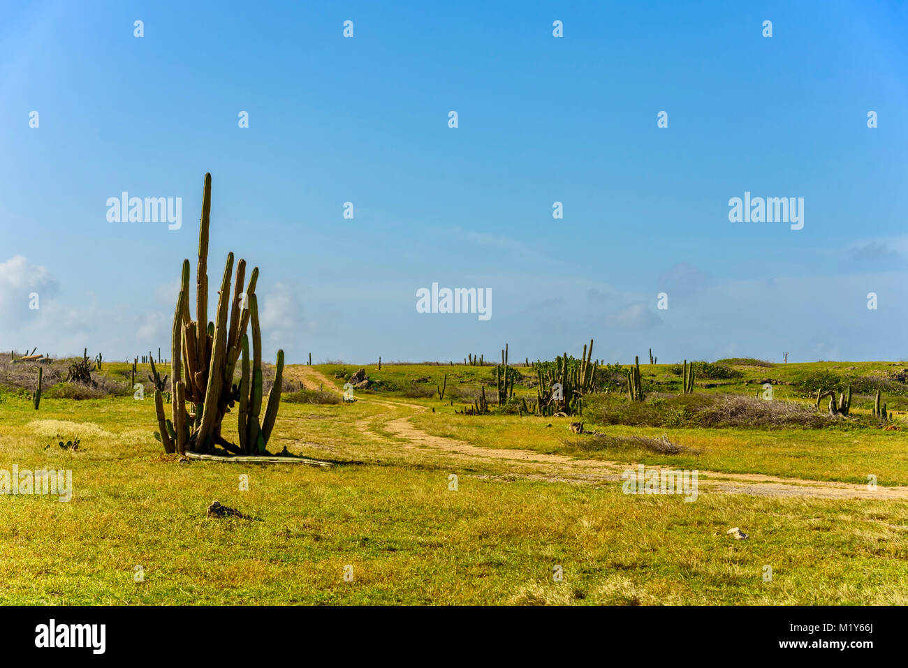 Aruba desert hi-res stock photography and images - Alamy