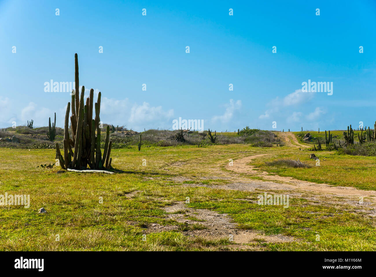 View of the arid nature of Aruba. Tropical landscape Stock Photo - Alamy