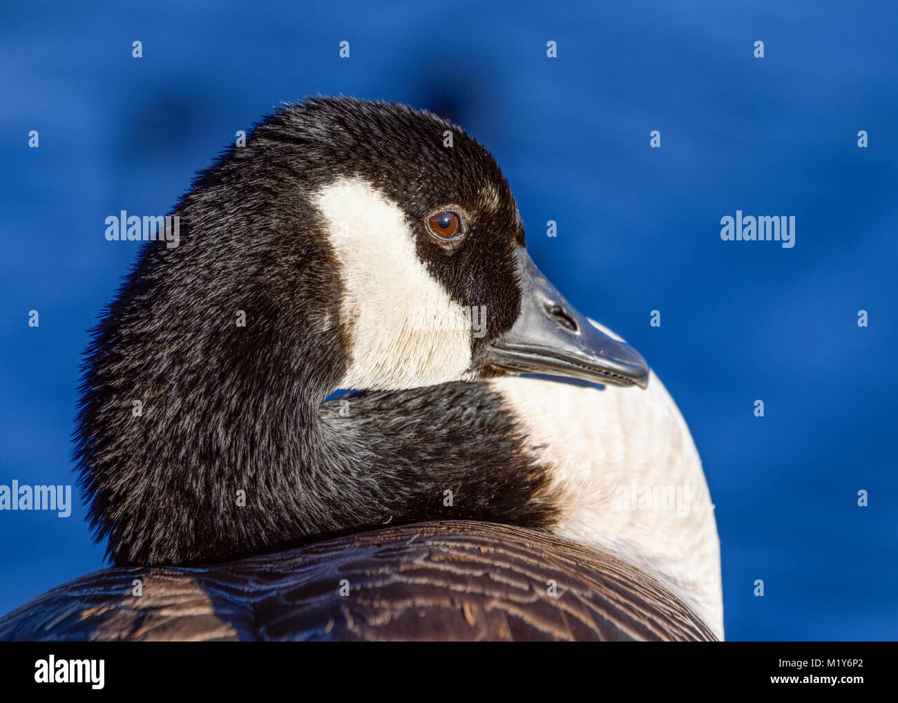 Canada Goose - Branta canadensis - close-up showing details of face ...