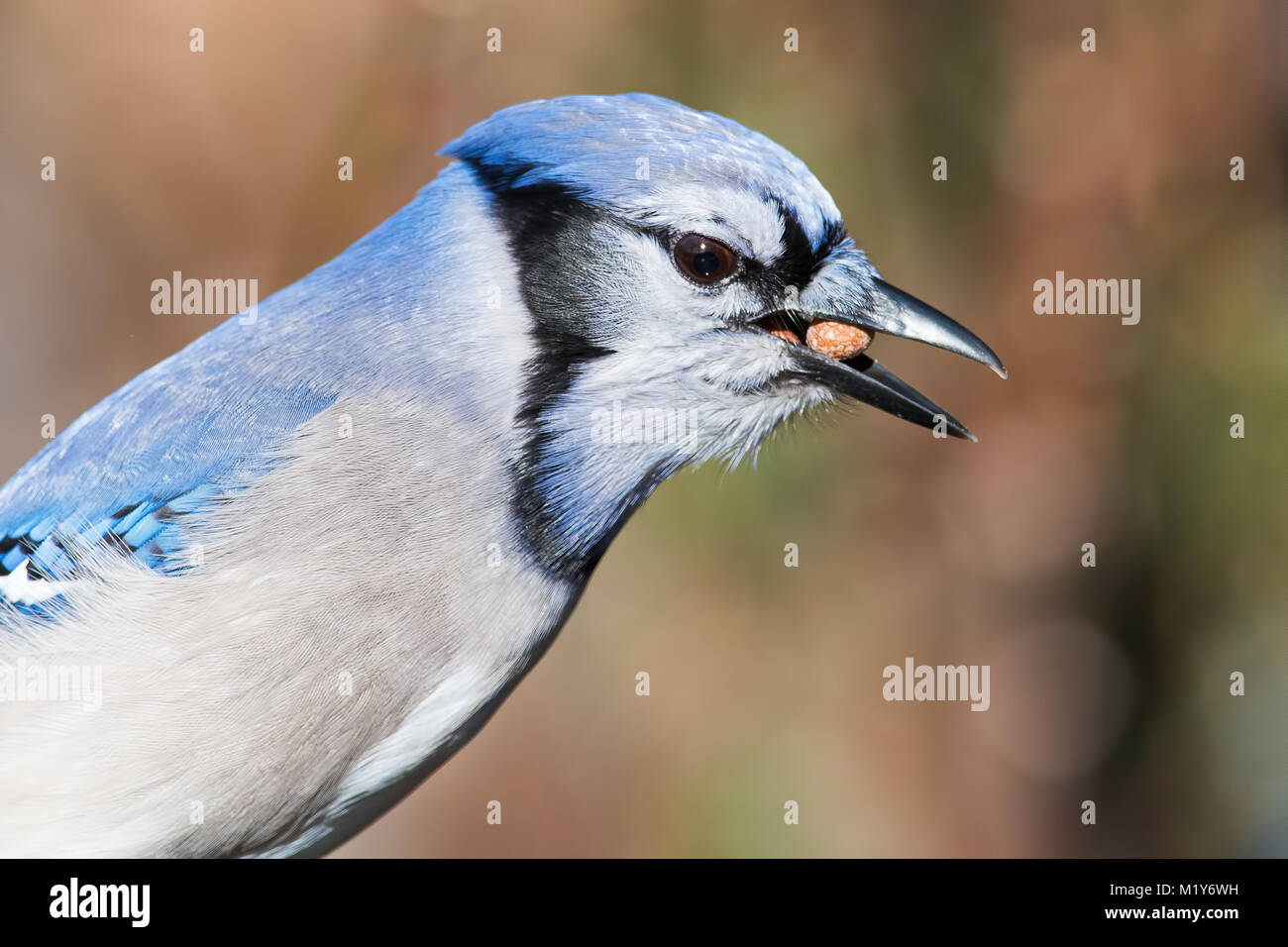 Blue Jay Eating Peanut Stock Photo - Alamy