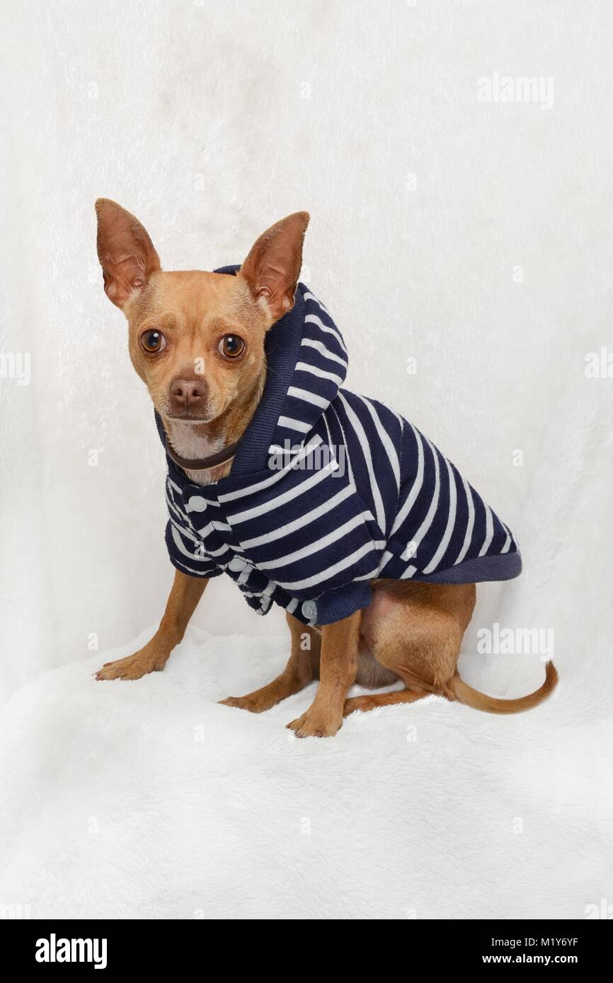 Studio portrait of a Chihuahua dog Stock Photo - Alamy