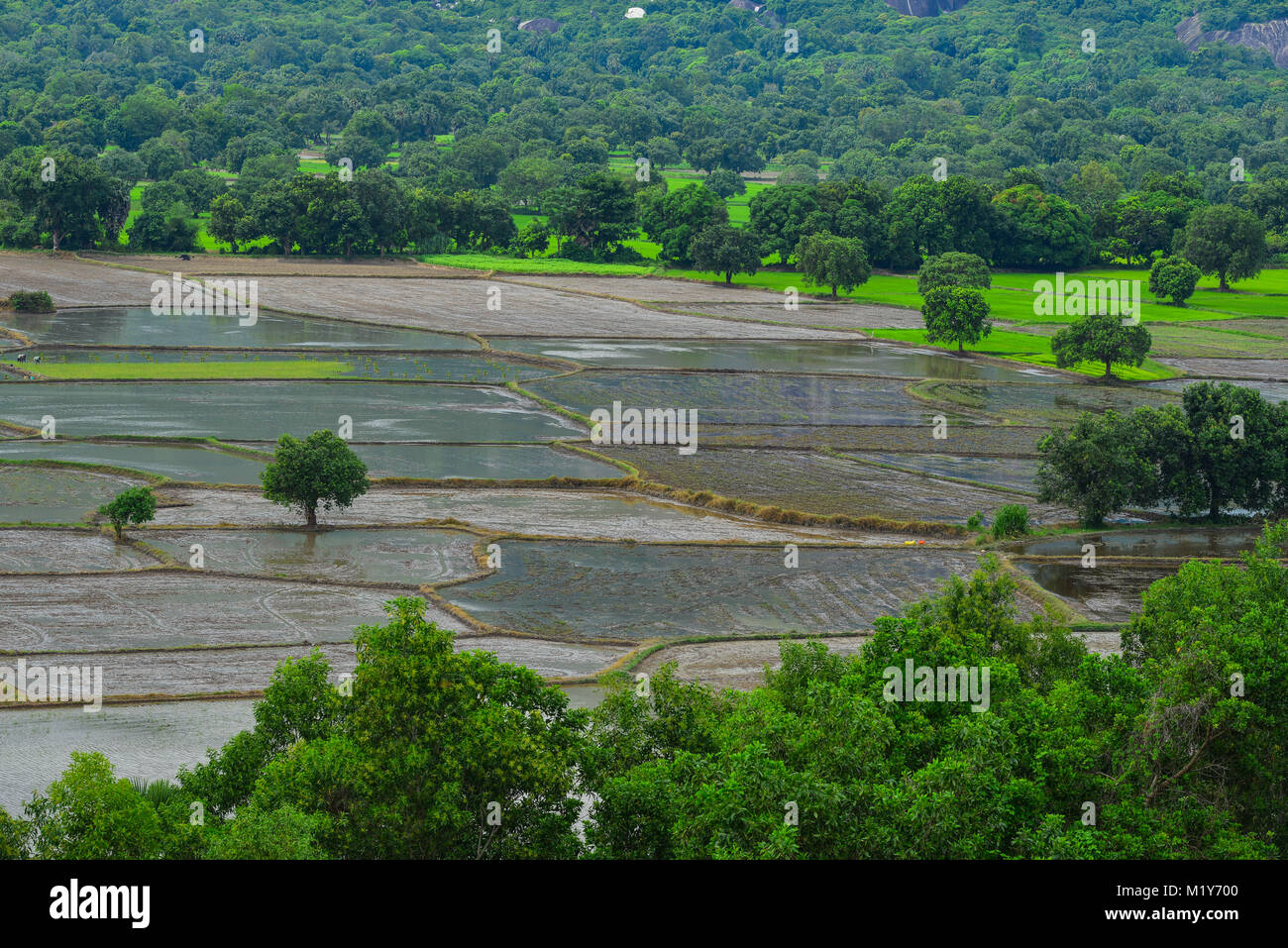 Empty rice field with trees in Dong Thap, Mekong Delta, Vietnam Stock ...