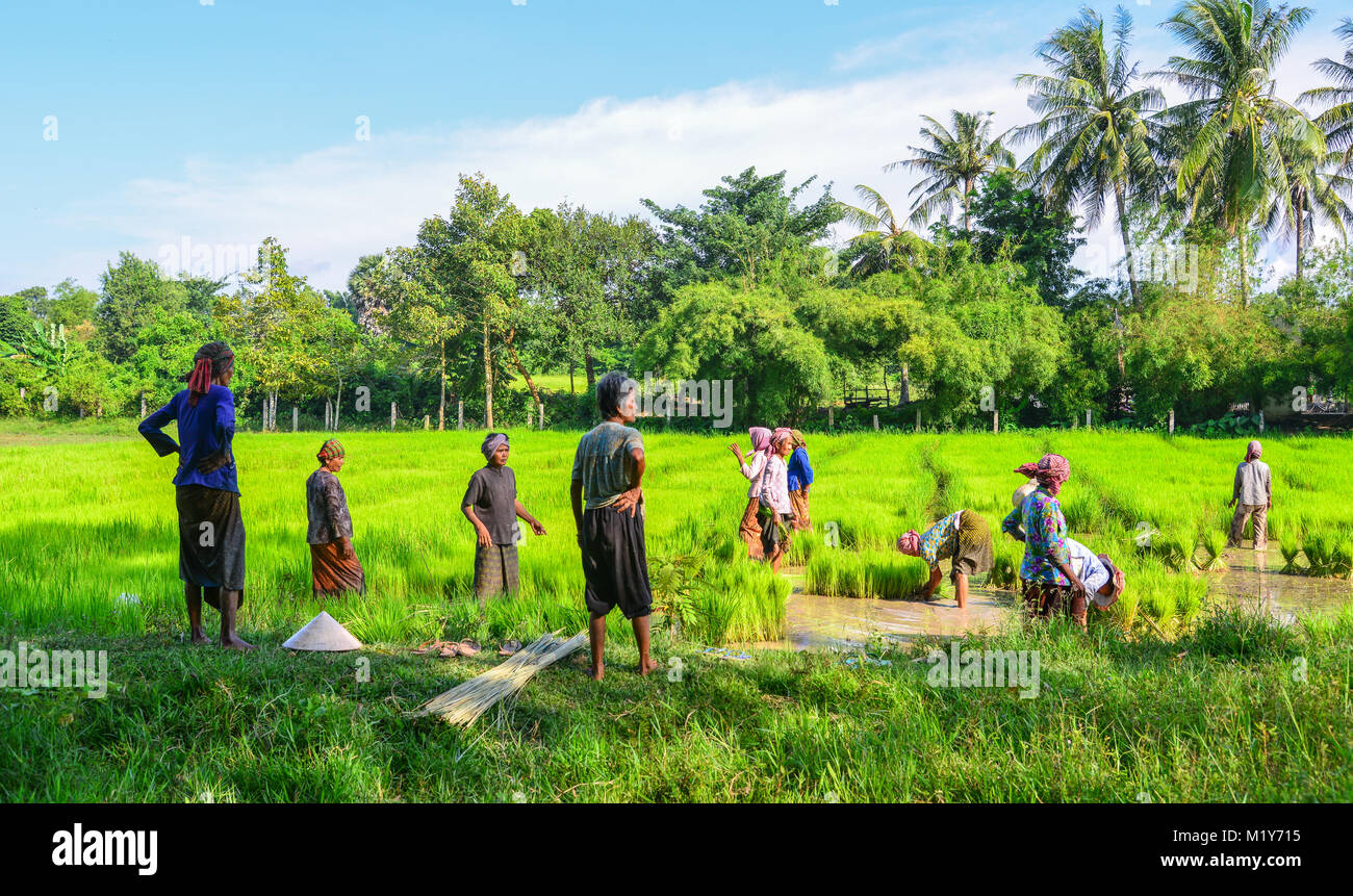 An Giang, Vietnam - Sep 2, 2017. Khmer women working on paddy rice ...