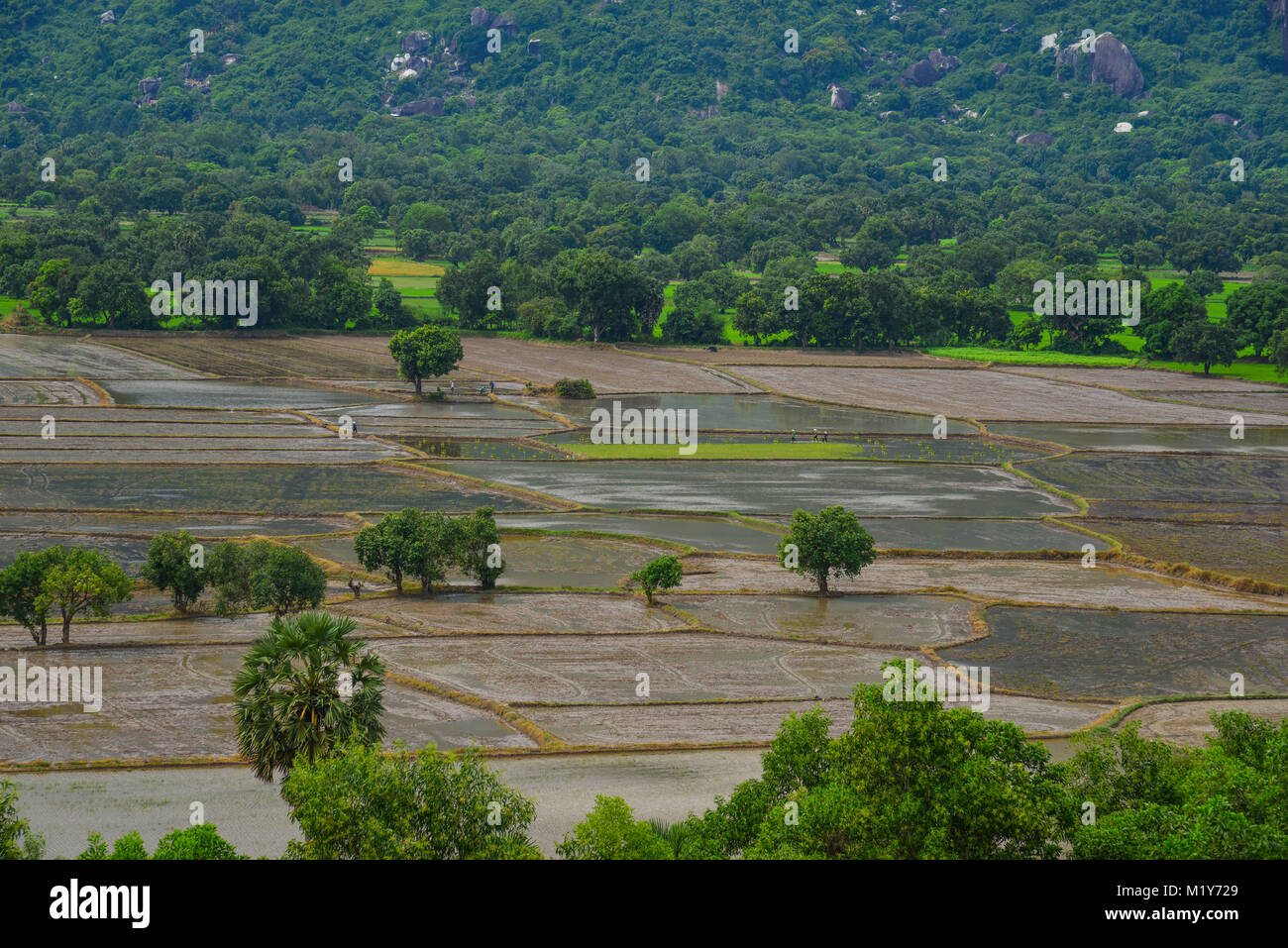 Empty rice field in Dong Thap, Mekong Delta, Vietnam Stock Photo - Alamy
