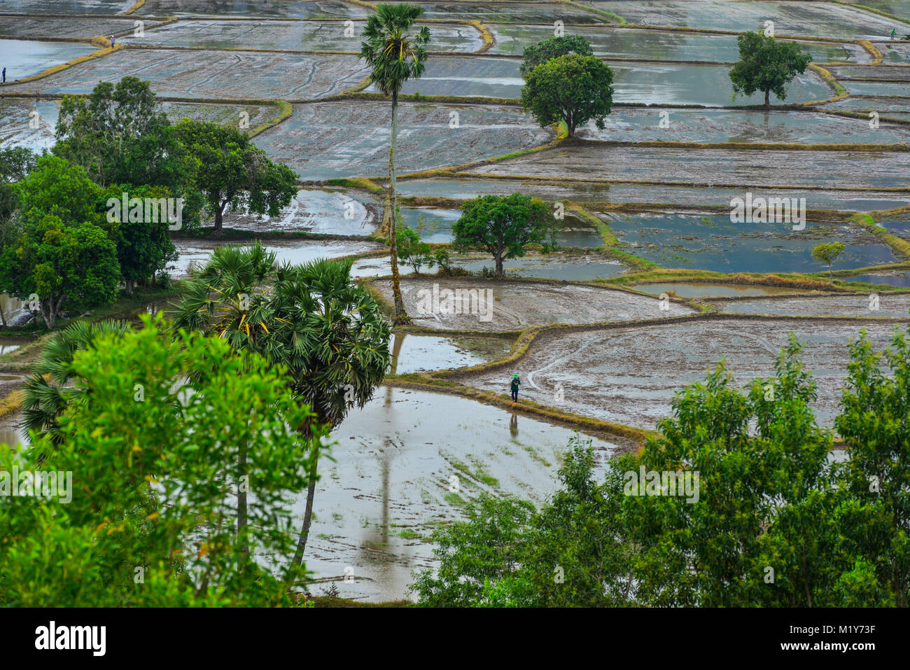 Empty rice field at summer in Dong Thap, Mekong Delta, Vietnam Stock ...