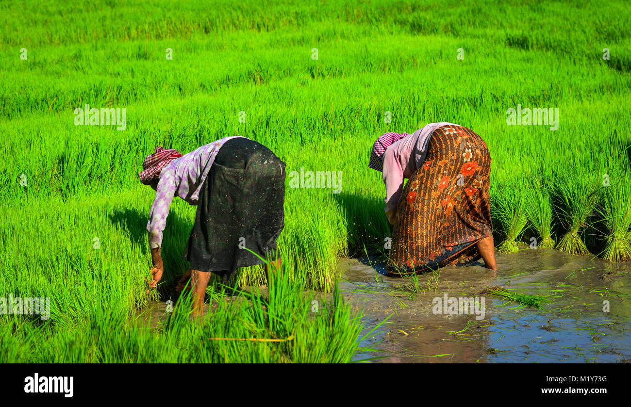 Mekong delta women in rice field hi-res stock photography and images ...
