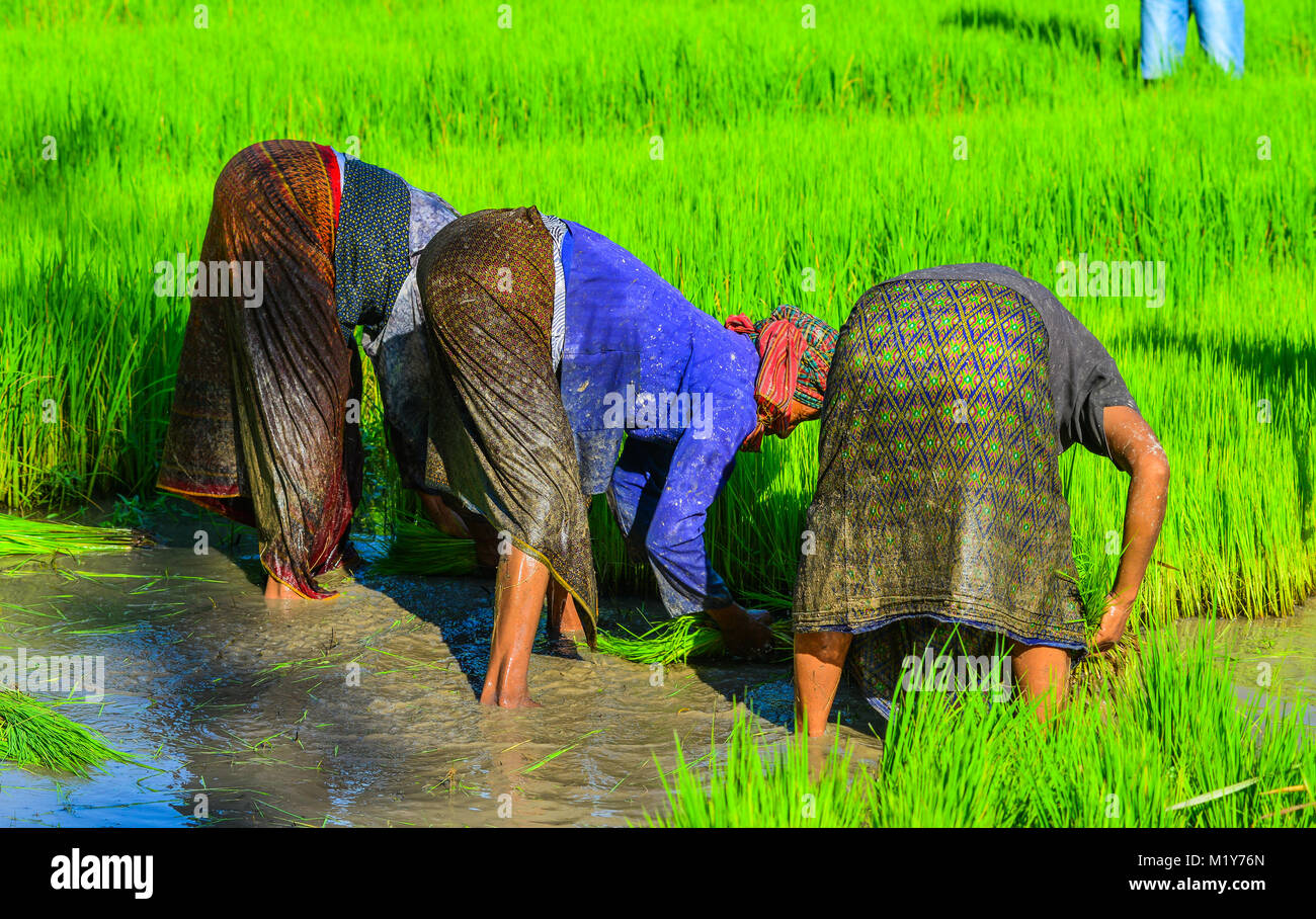 Khmer women in traditional clothes working on rice field in Mekong ...