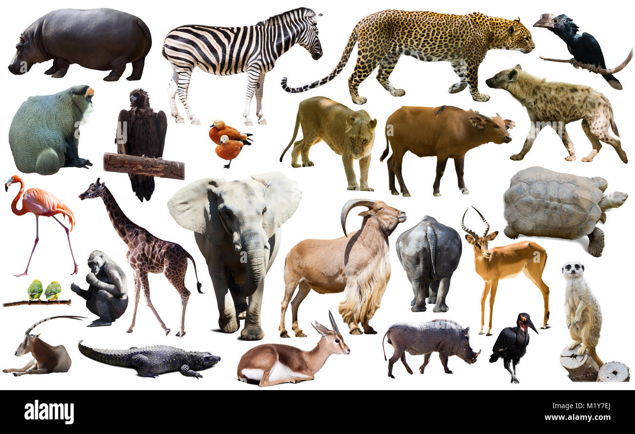 Set of different African animals isolated over white Stock Photo - Alamy