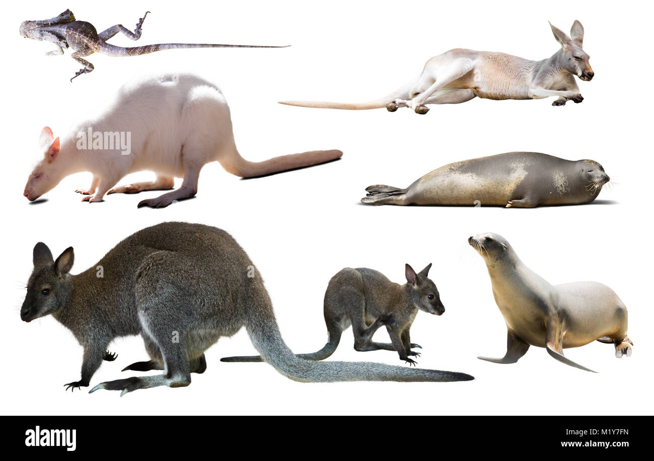 collection of different wild Australian birds, mammals and reptiles ...