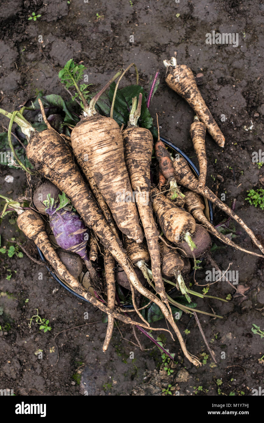 Beets and parsnips in the garden. Roots Stock Photo - Alamy