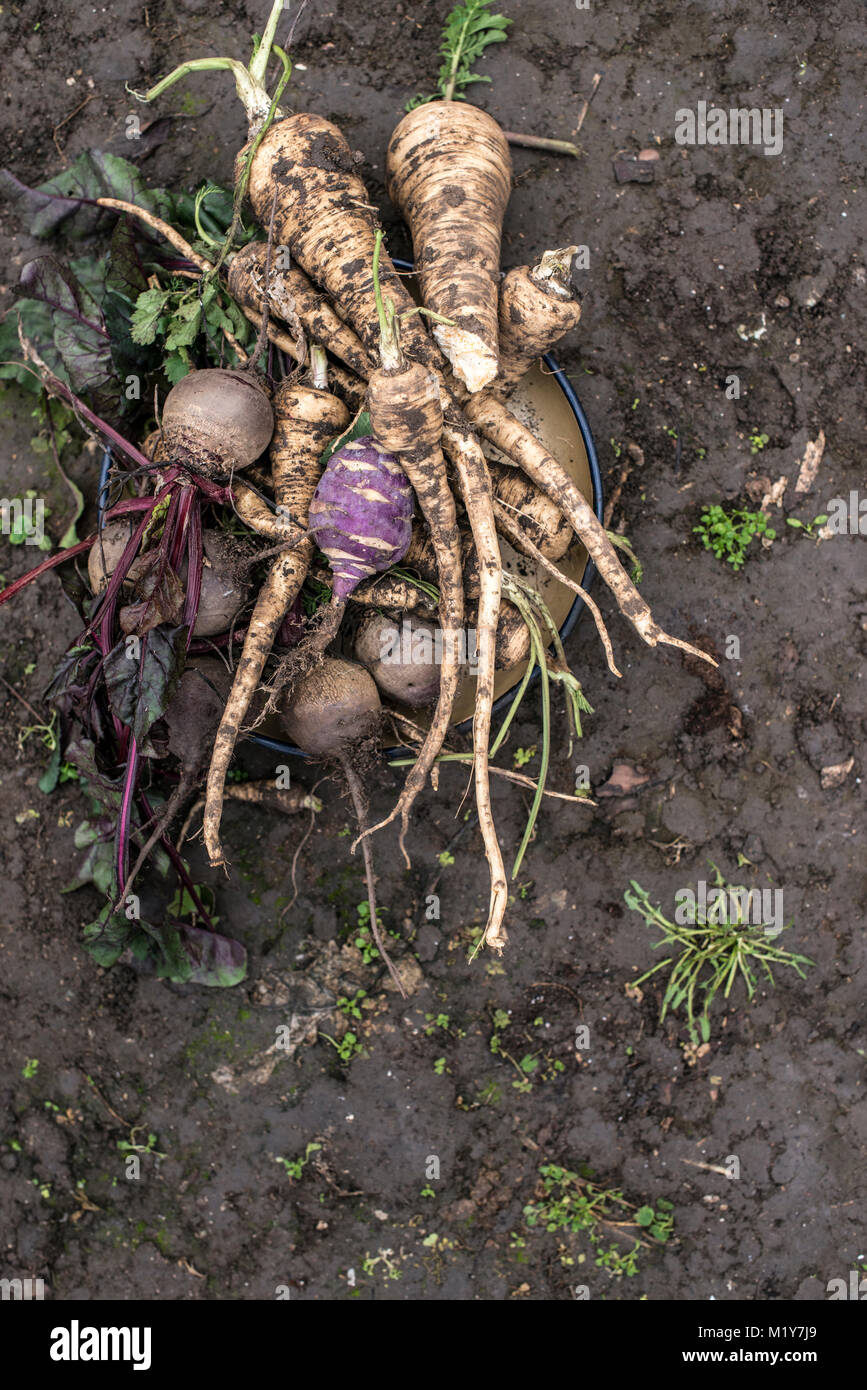 Beets and parsnips in the garden. Roots Stock Photo - Alamy