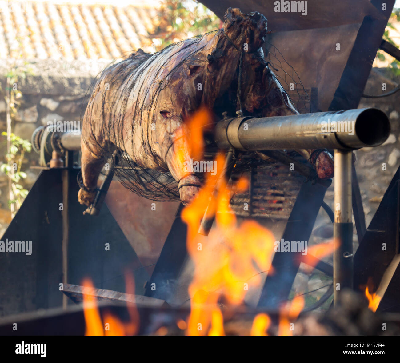 Close-up carcass of whole bull roasting on spit at Medieval Fiesta in ...