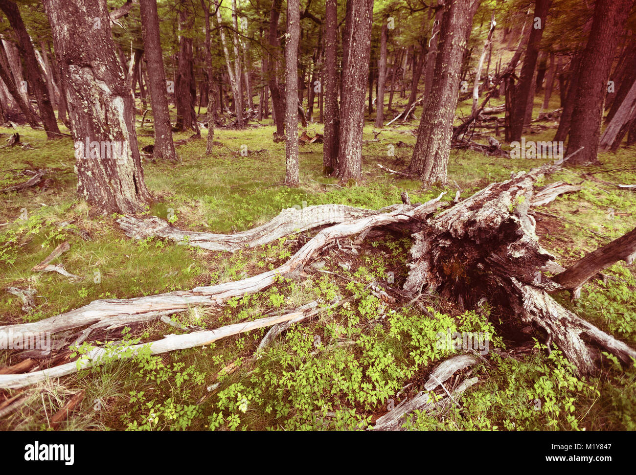 Evergreen beech forest near foot of Andes mountains, Patagonia ...