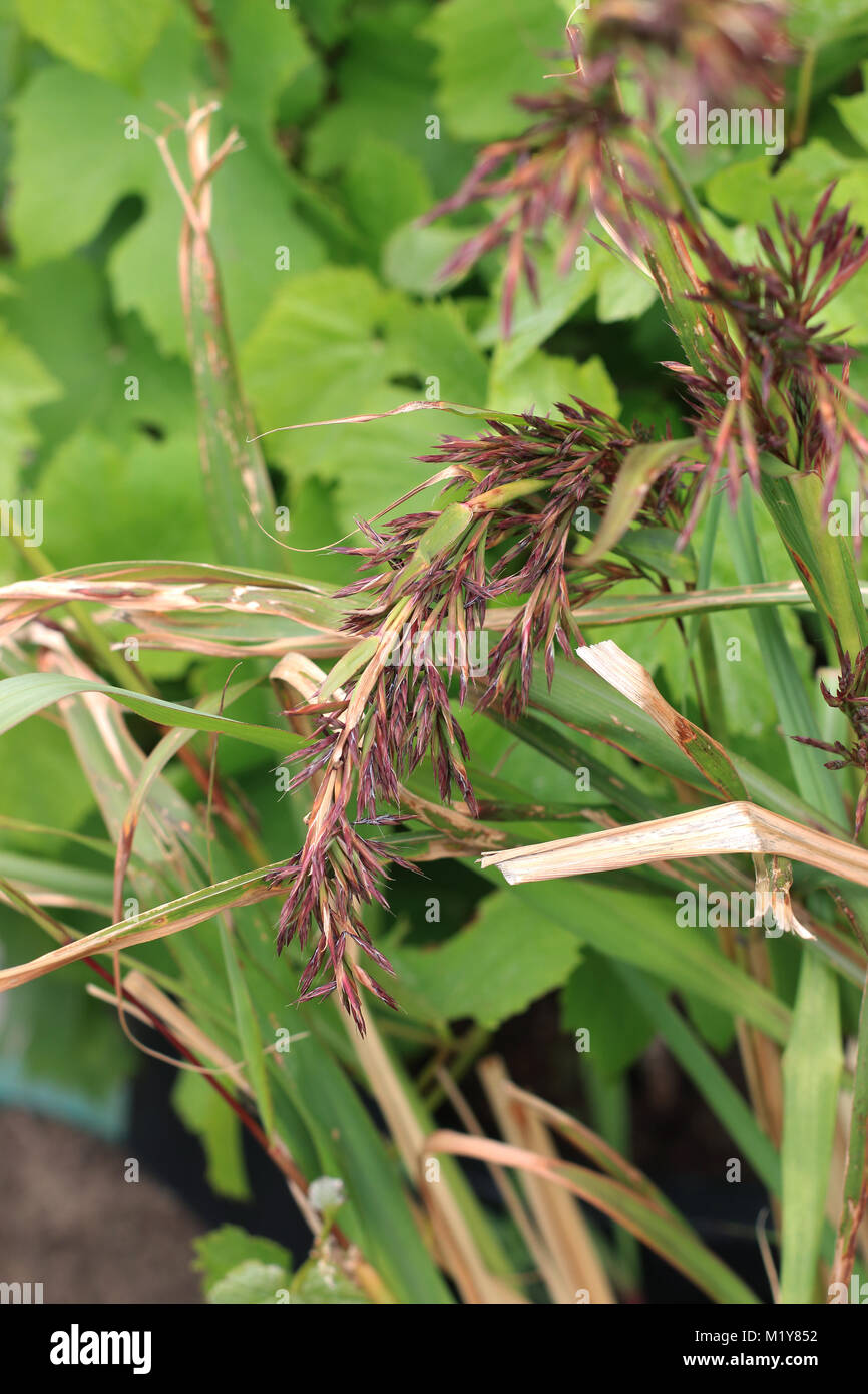Lemongrass Flower