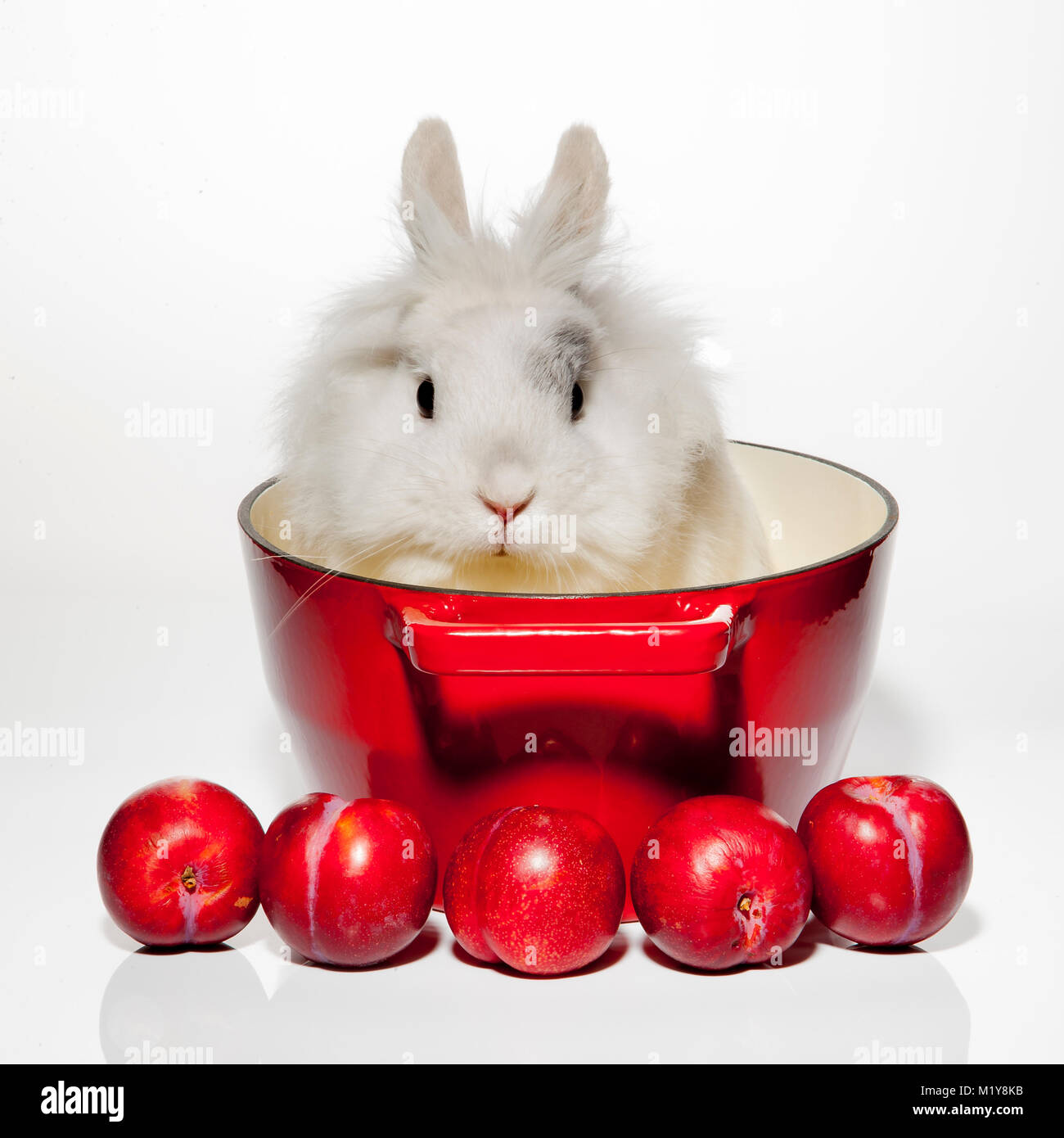 traditional belgian food, rabbit with stewed plumes Stock Photo - Alamy