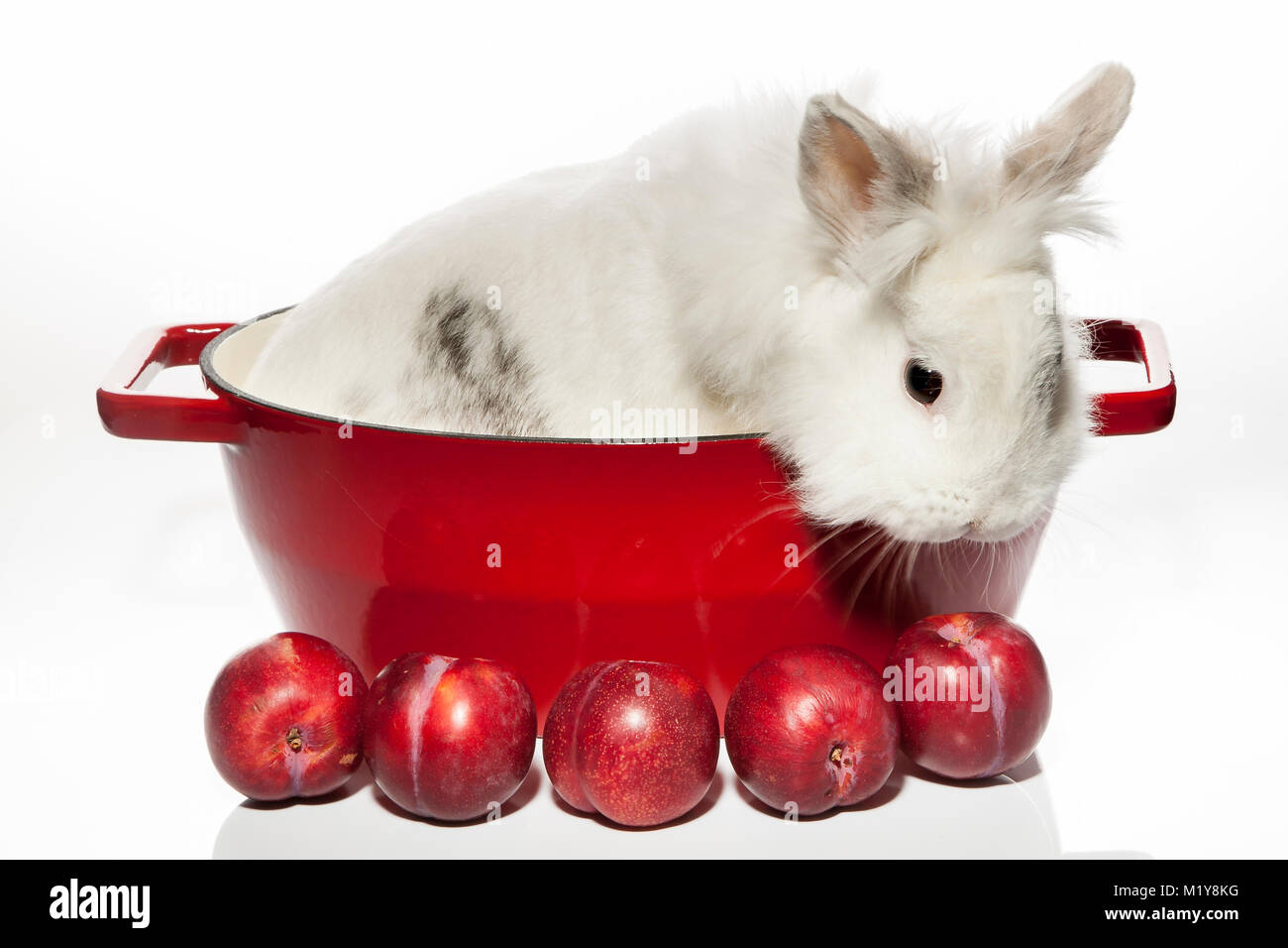 traditional belgian food, rabbit with stewed plumes Stock Photo - Alamy
