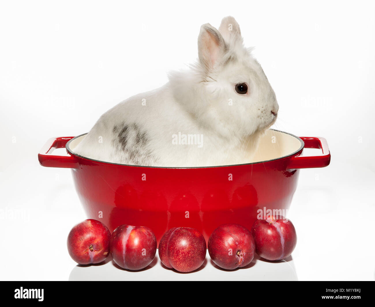 traditional belgian food, rabbit with stewed plumes Stock Photo - Alamy