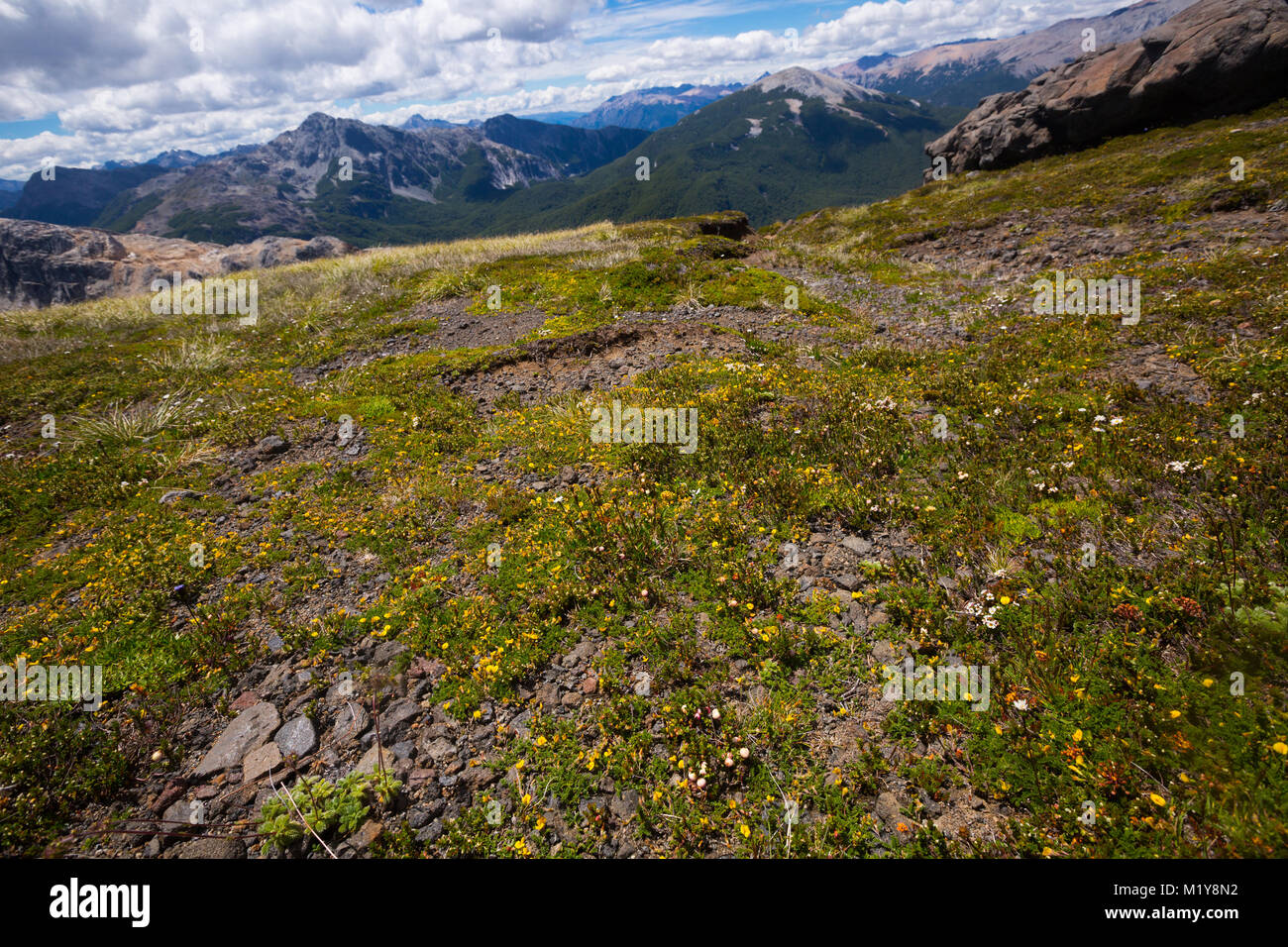 Rocky landscape with mosses and flowers in the Andes Mountains in ...