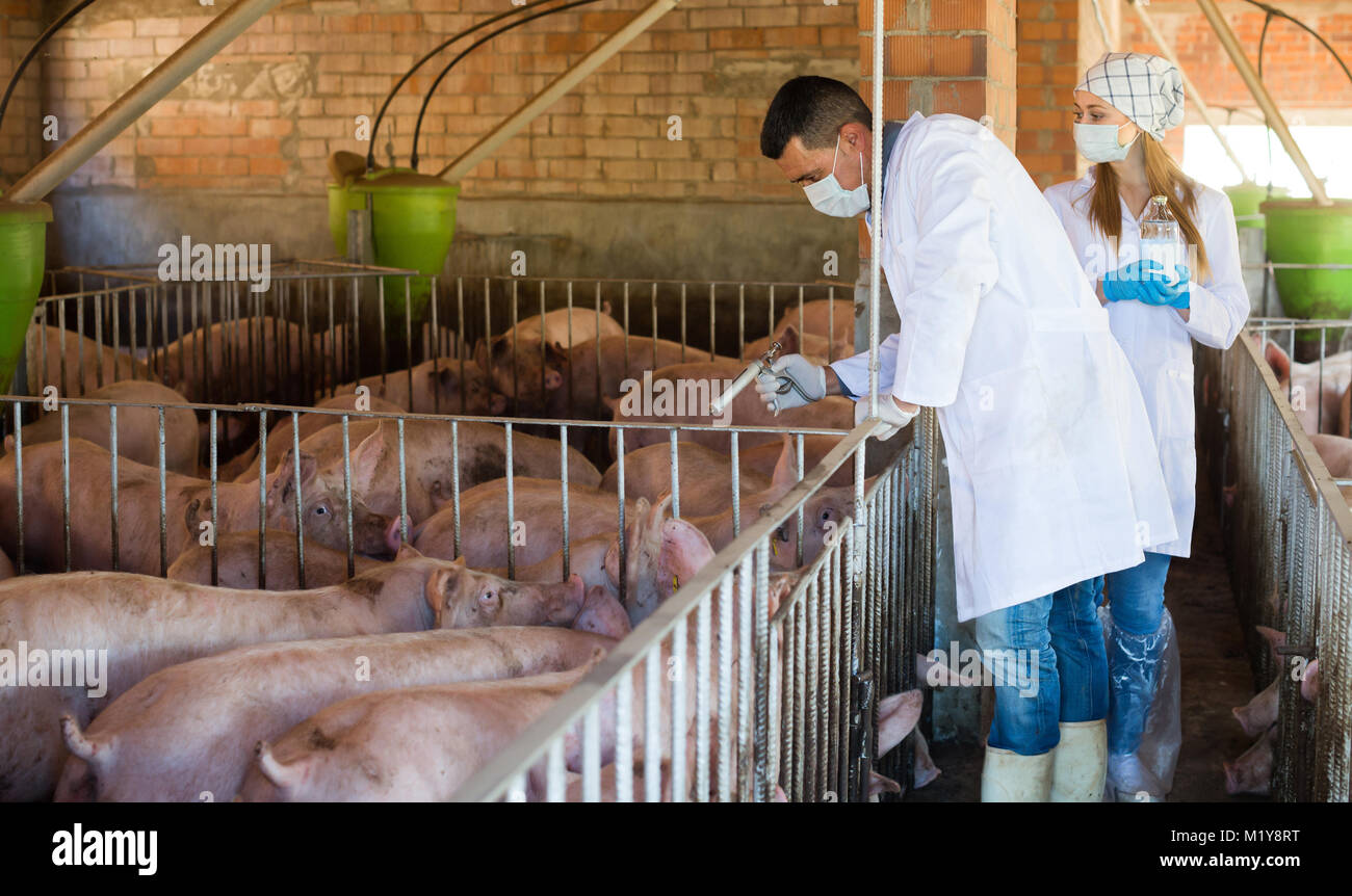 Portrait of veterinarians in facial masks with syringe and vial in ...