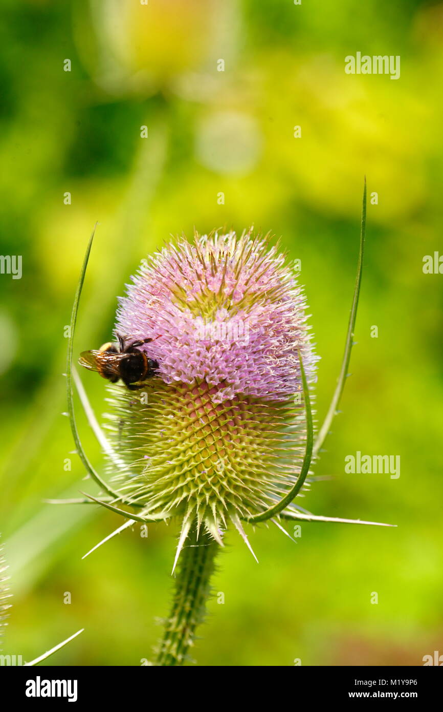 Pink colored Distel Flower with Bumblebee, insect and green Background ...