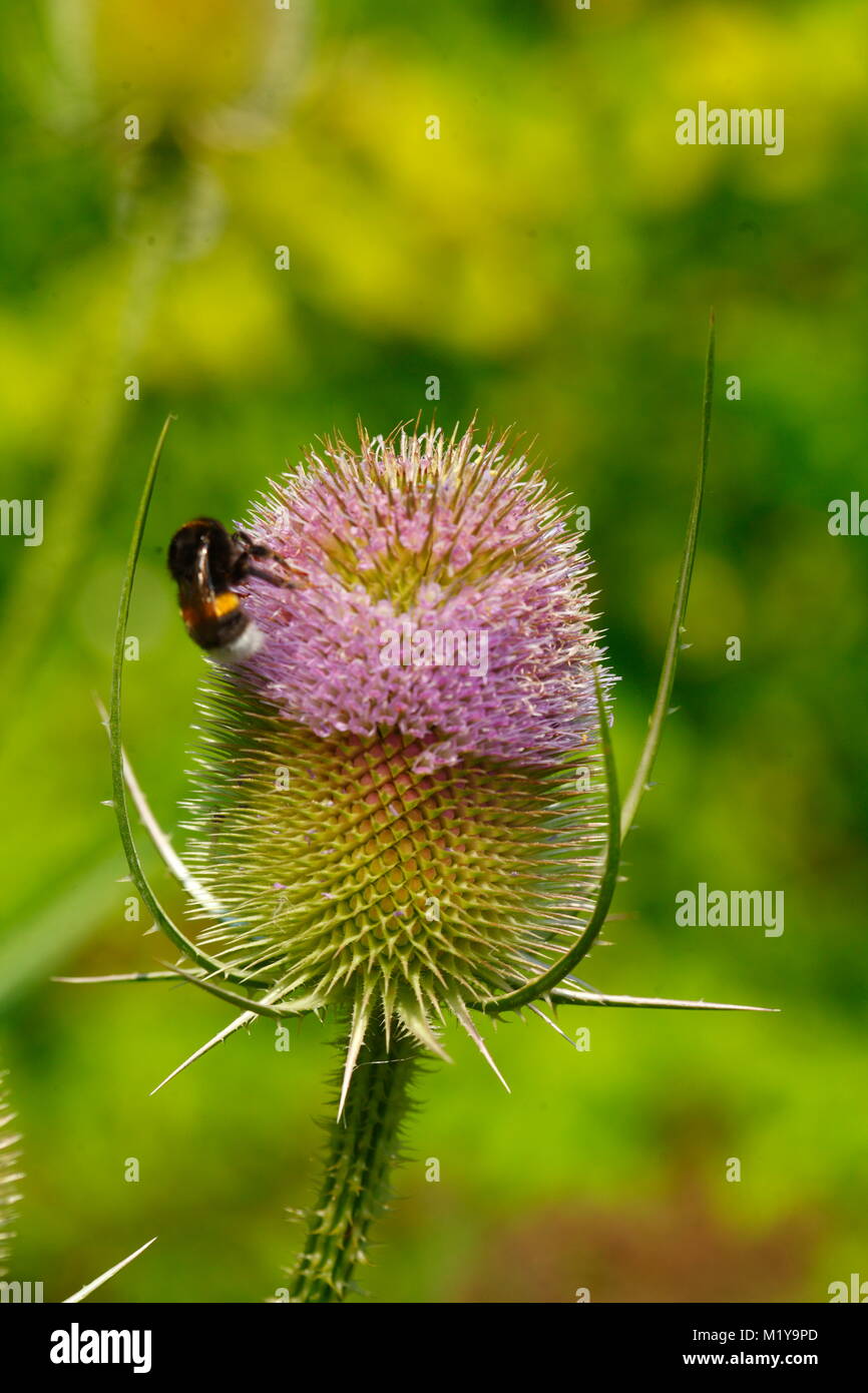 Pink colored Distel Flower with Bumblebee, insect and green Background ...