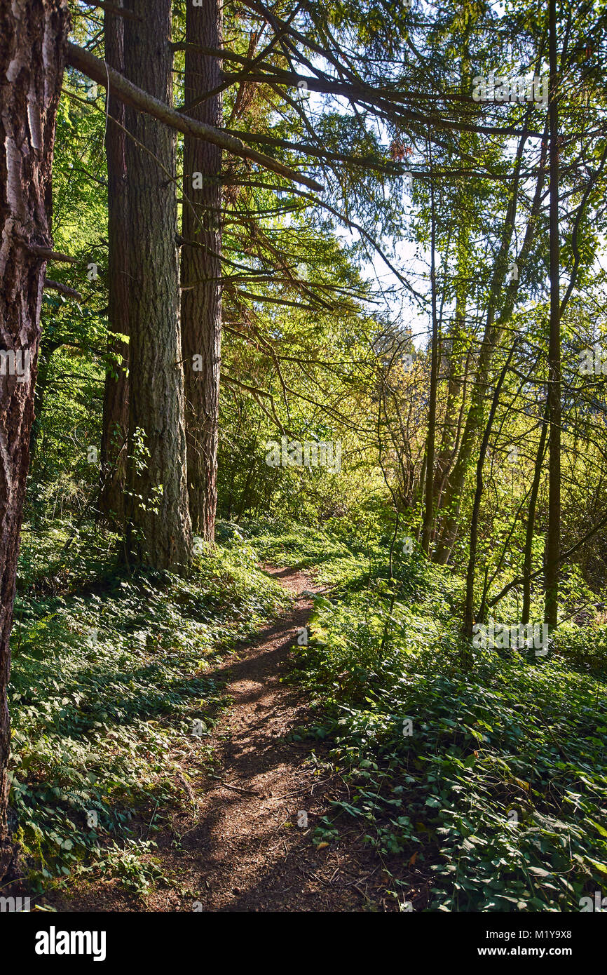 Pictures Around The Lake Trail Issaquah