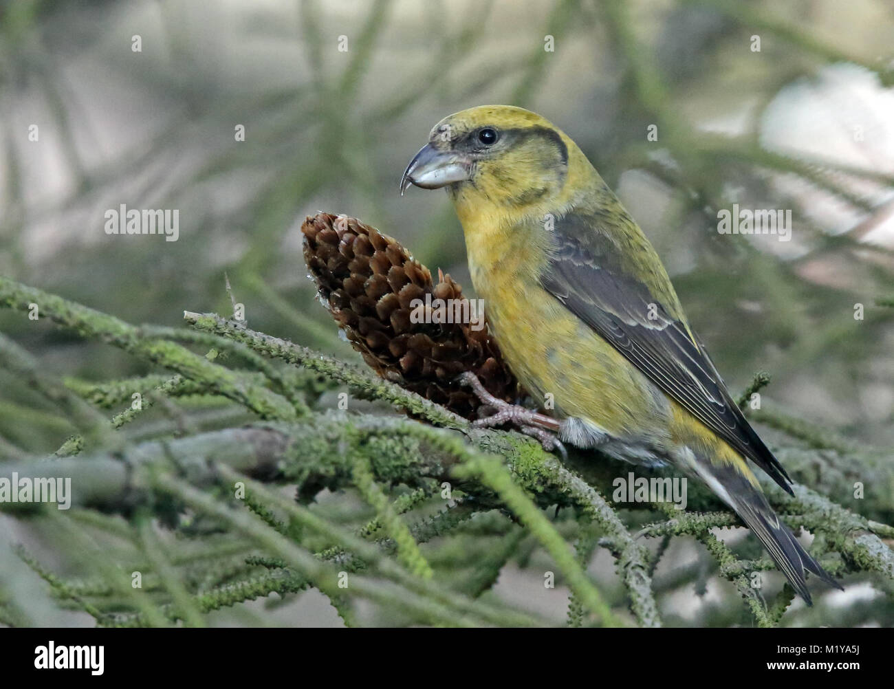 Female common crossbill hi-res stock photography and images - Alamy
