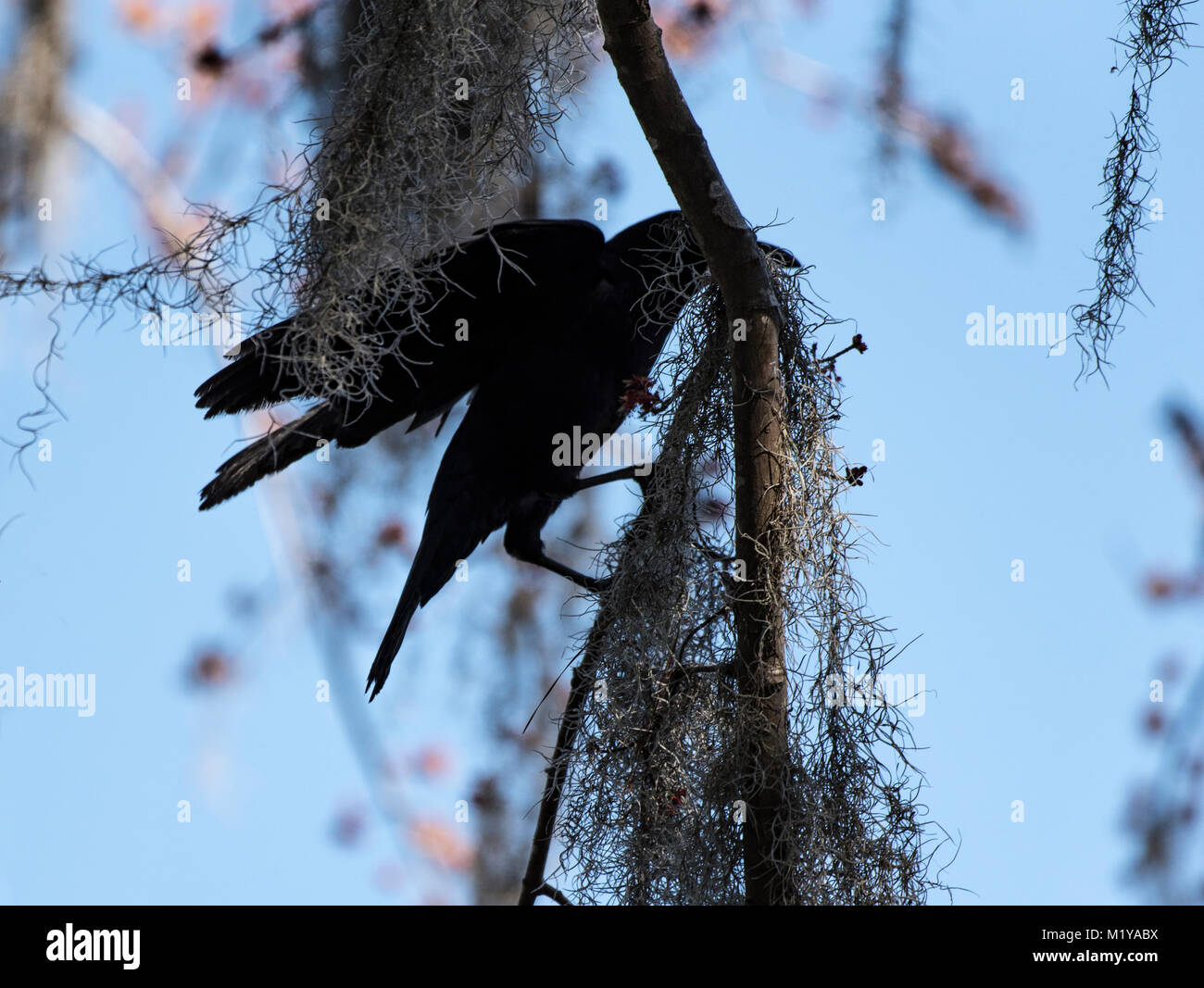 Crow With Wings Spread High Resolution Stock Photography and Images - Alamy