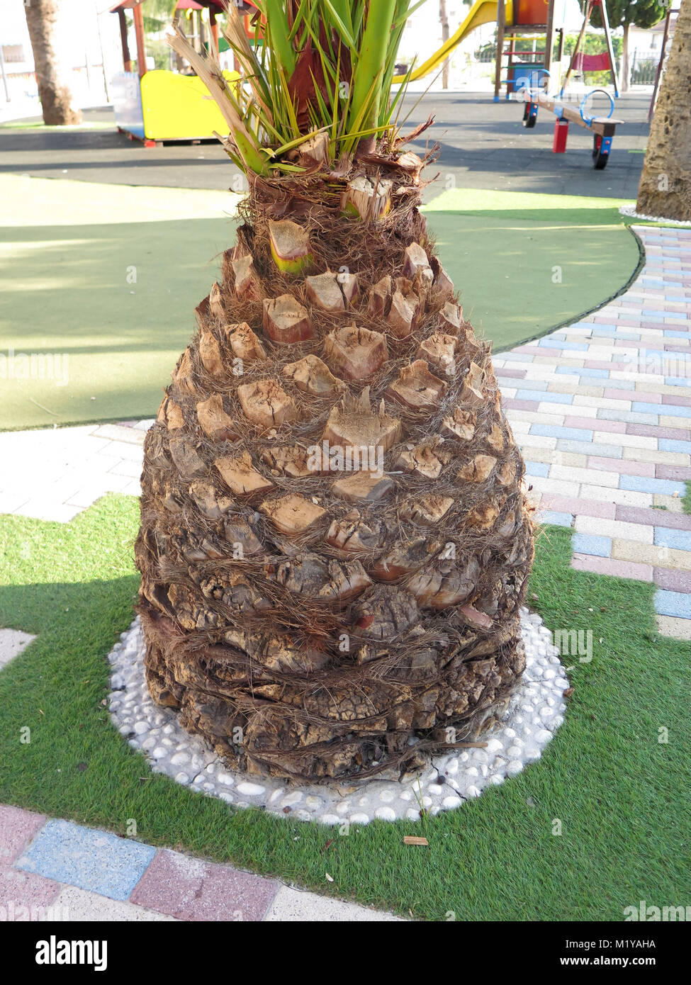 Trimmed palm tree in childrens playground in Andalusian village Stock ...