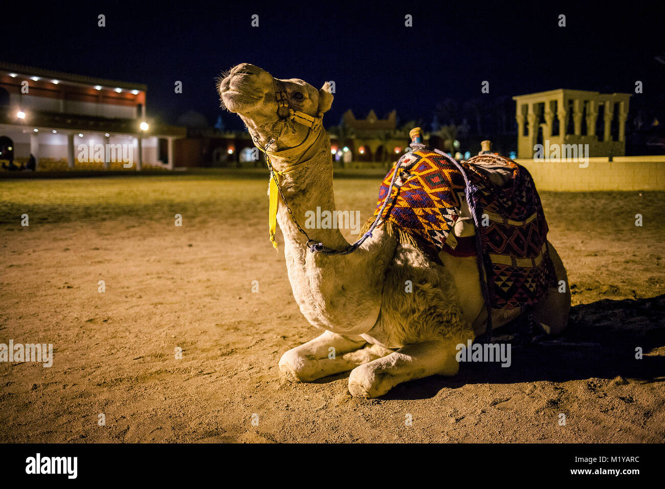 Single camel ready to ride outside at night Stock Photo - Alamy