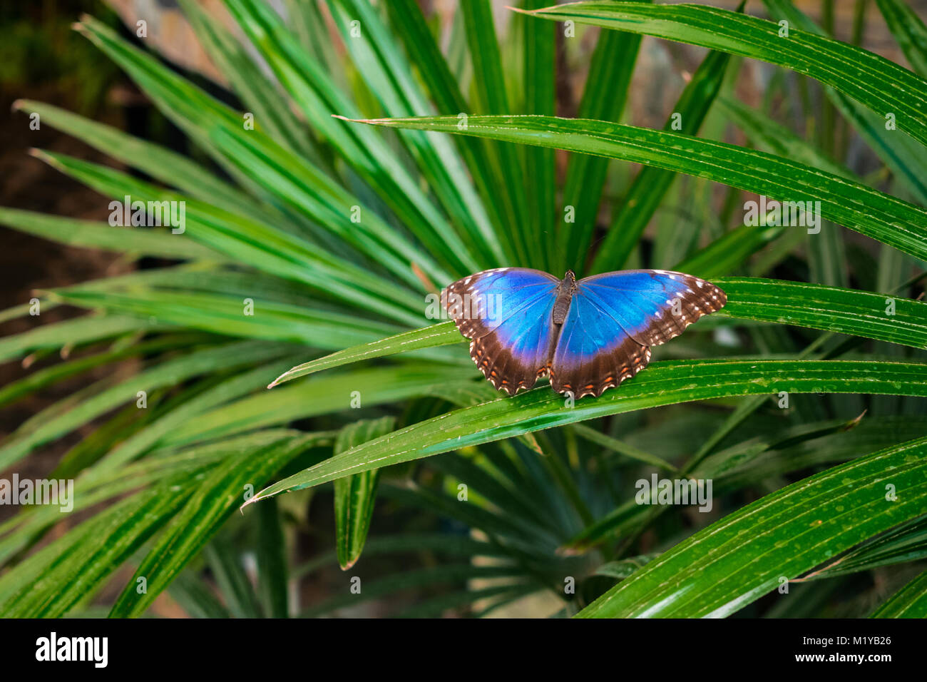 Morpho peleides butterfly, the Peleides blue morpho, common morpho or ...