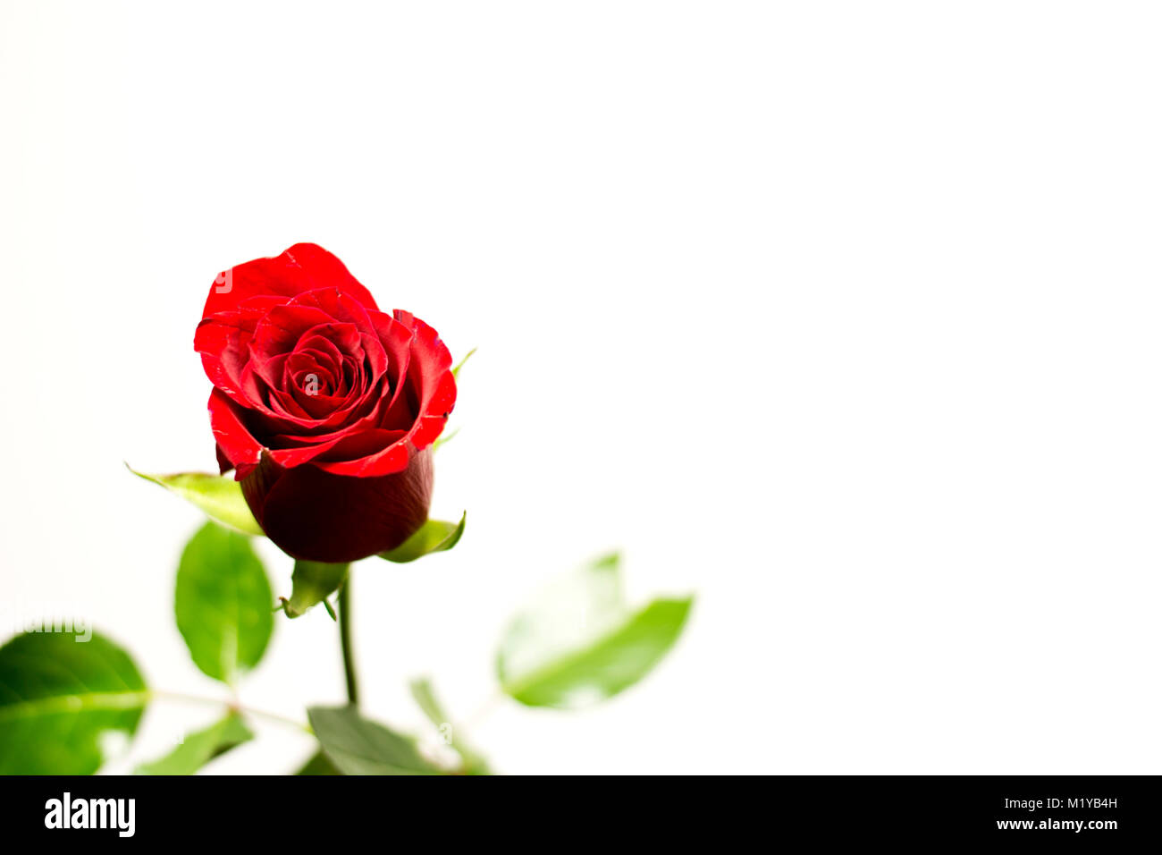 Single red rose on a white background Stock Photo - Alamy